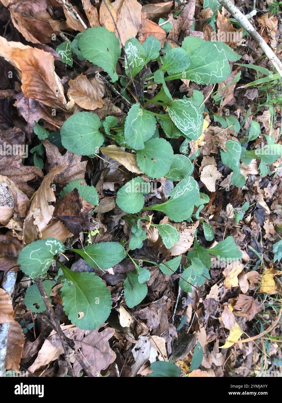 roundleaf ragwort (Packera obovata Stock Photo - Alamy