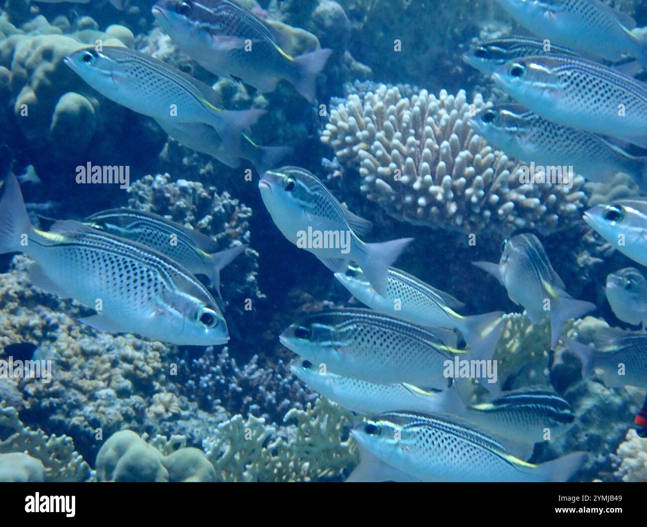 Arabian monocle bream hi-res stock photography and images - Alamy