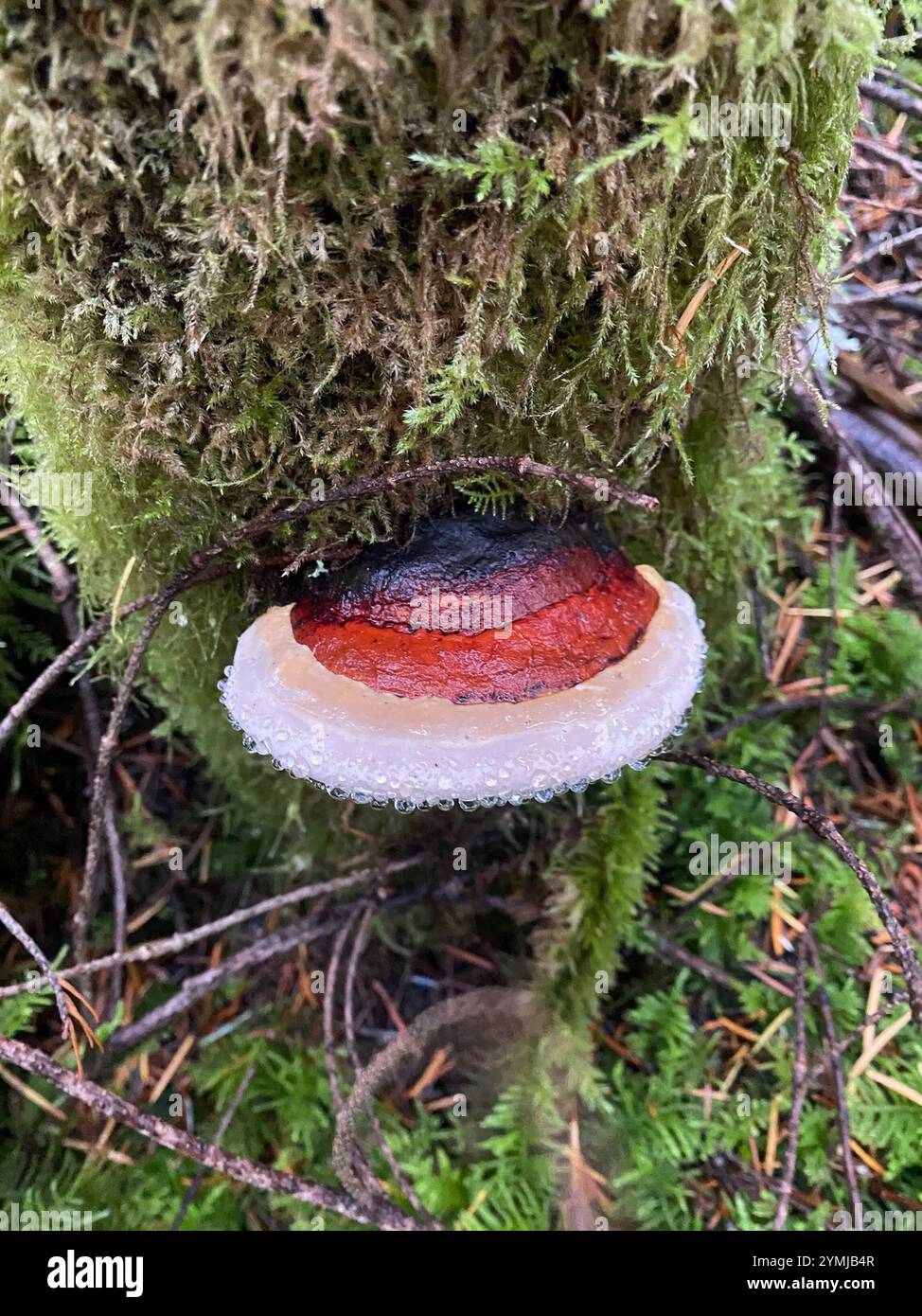 Northern Red Belt (Fomitopsis mounceae Stock Photo - Alamy