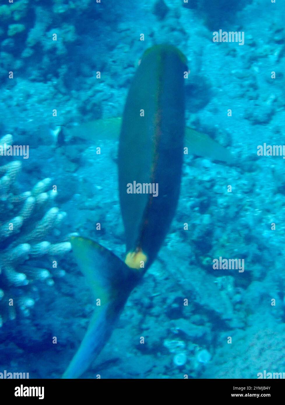 Forktail Rabbitfish (Siganus argenteus Stock Photo - Alamy
