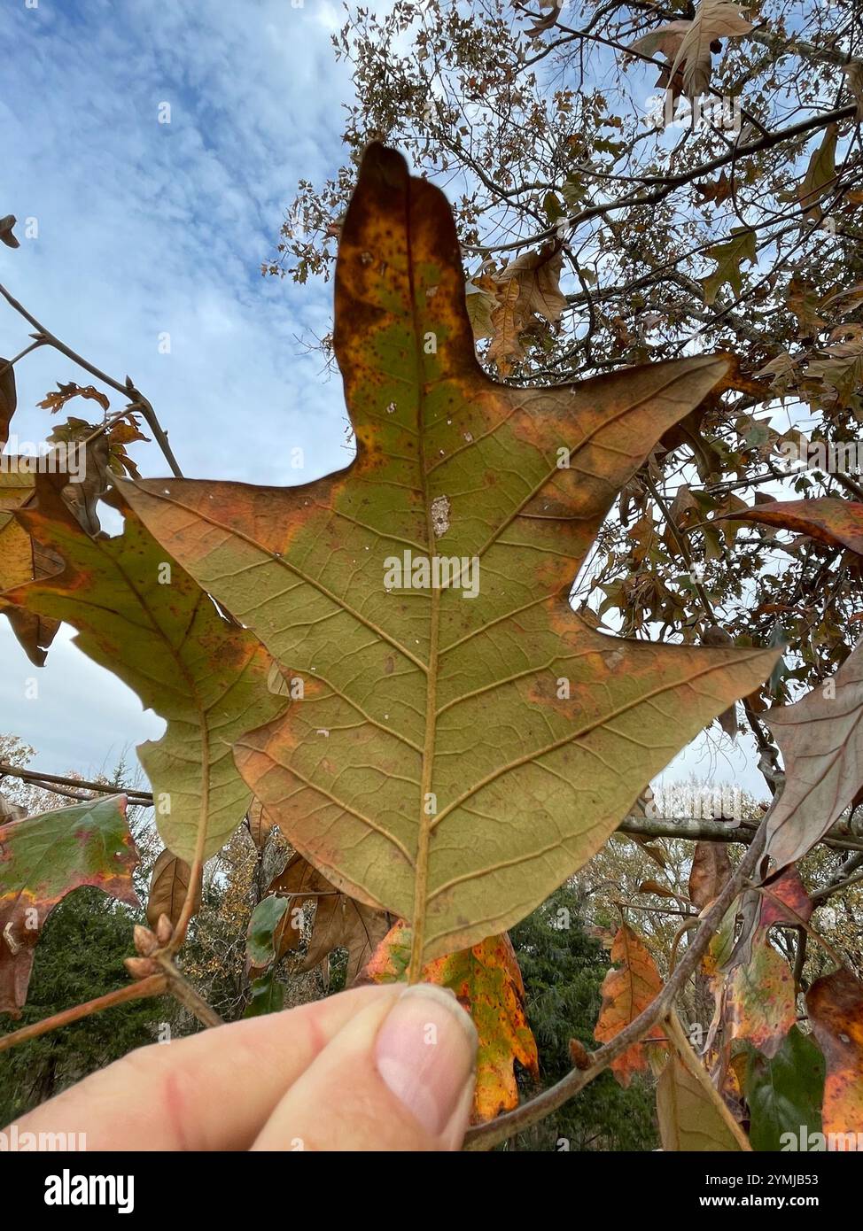 cherrybark oak (Quercus pagoda Stock Photo - Alamy