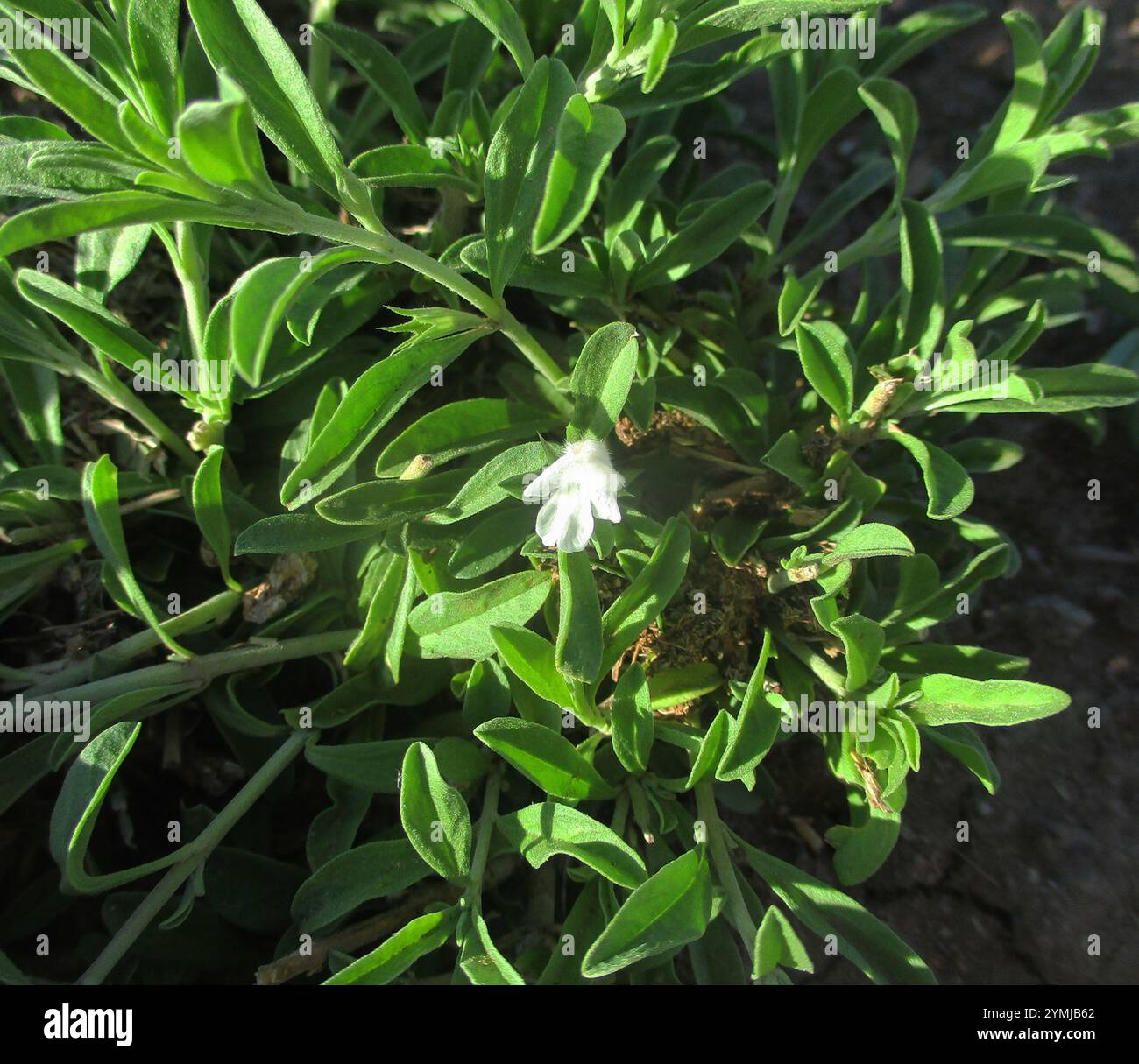 White Lionspaw (Leucas capensis Stock Photo - Alamy
