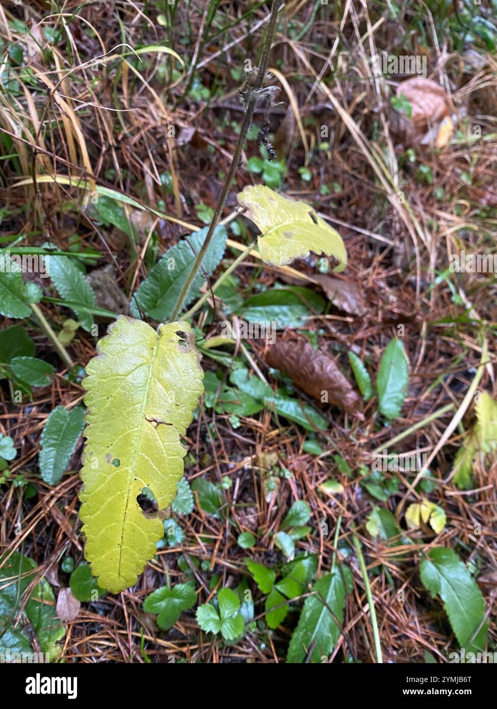 common hedge-nettle (Betonica officinalis Stock Photo - Alamy