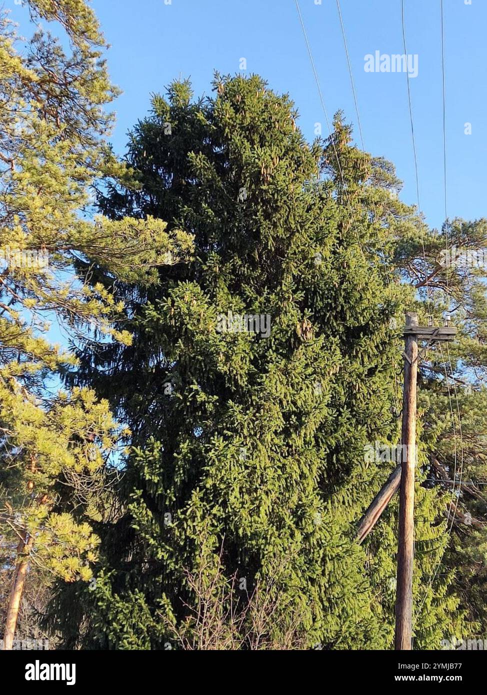 finnish spruce (Picea × fennica Stock Photo - Alamy