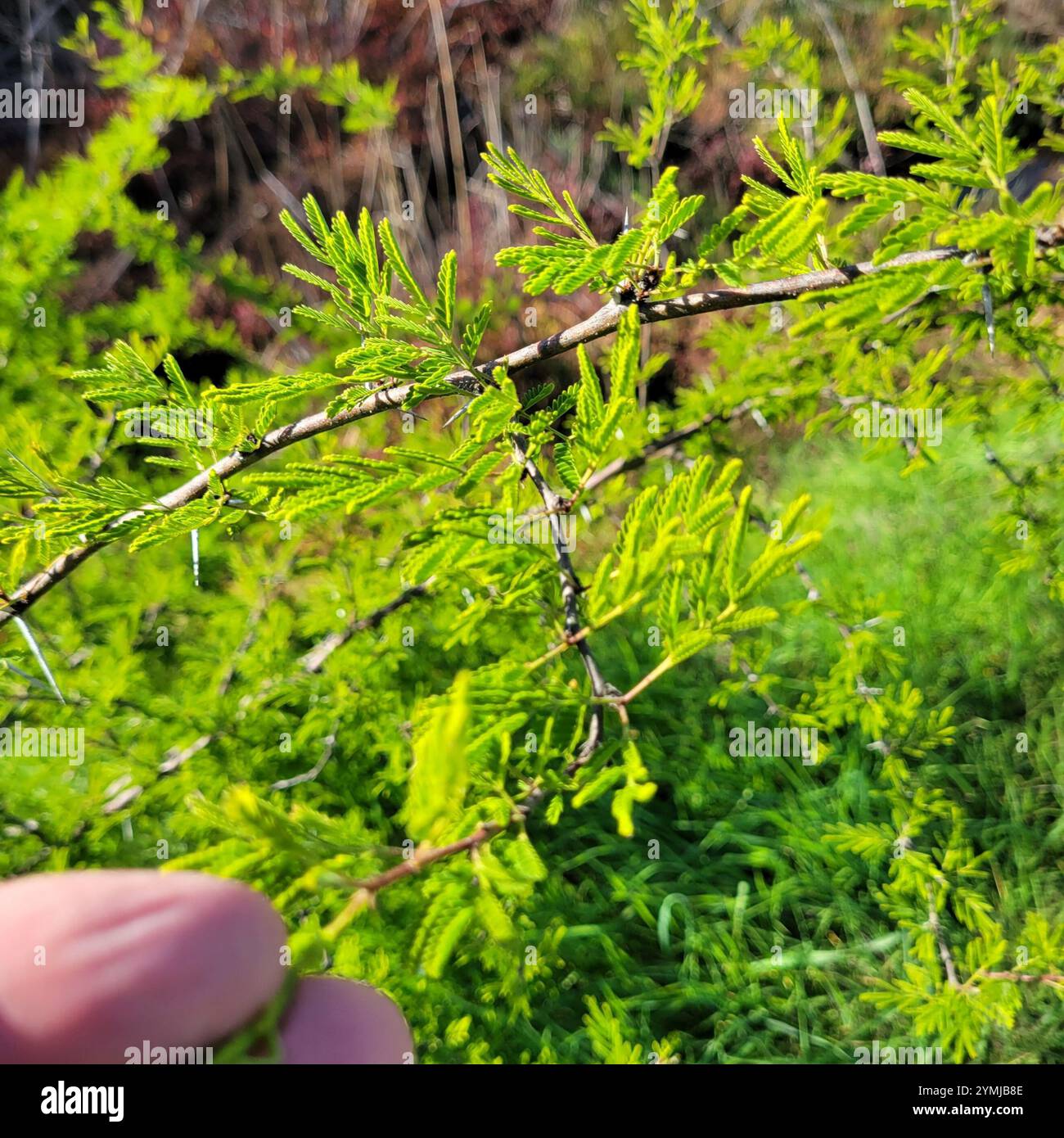 Sweet acacia (Vachellia farnesiana Stock Photo - Alamy