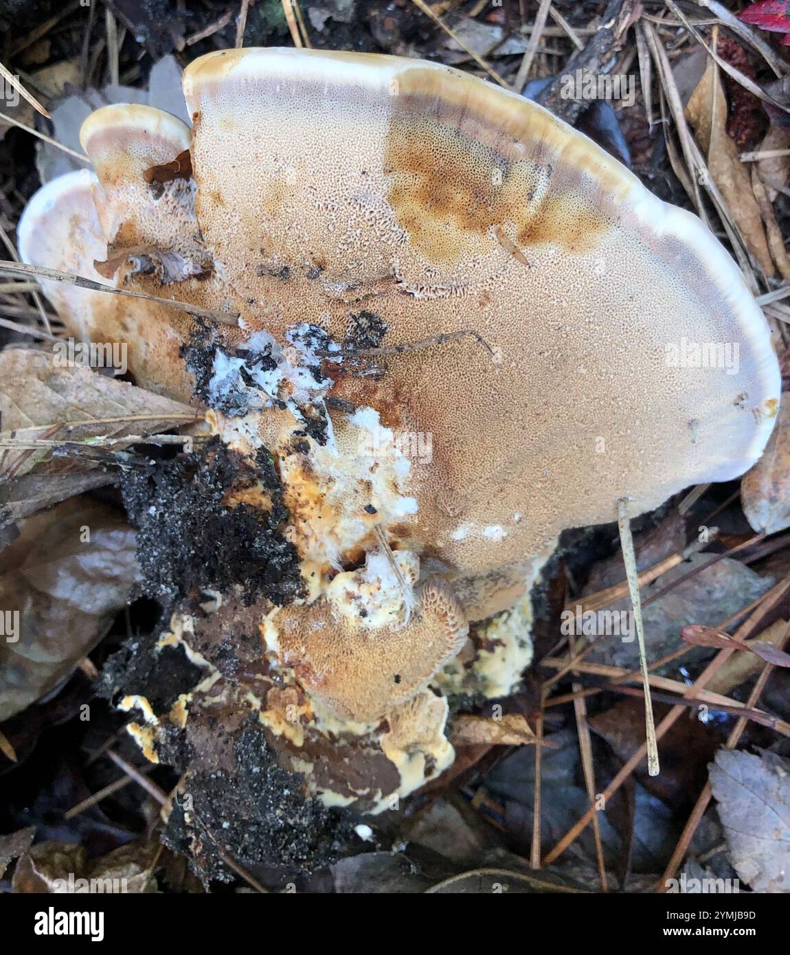 Dyer's Polypore (Phaeolus schweinitzii Stock Photo - Alamy