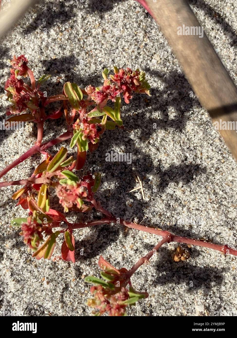 Southern Seaside Spurge (Euphorbia bombensis Stock Photo - Alamy