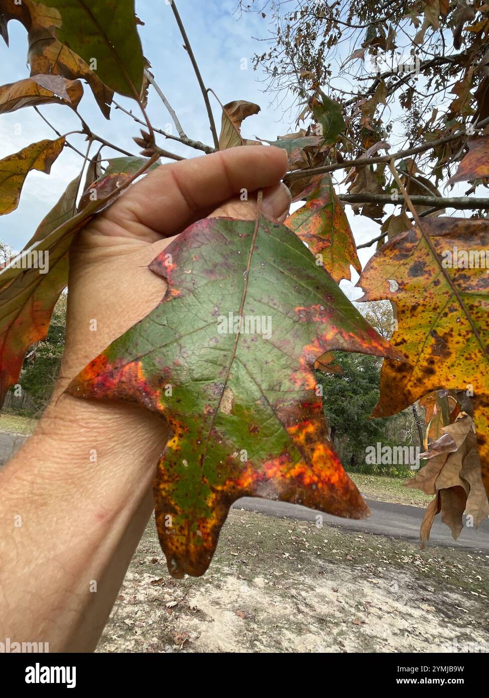 cherrybark oak (Quercus pagoda Stock Photo - Alamy
