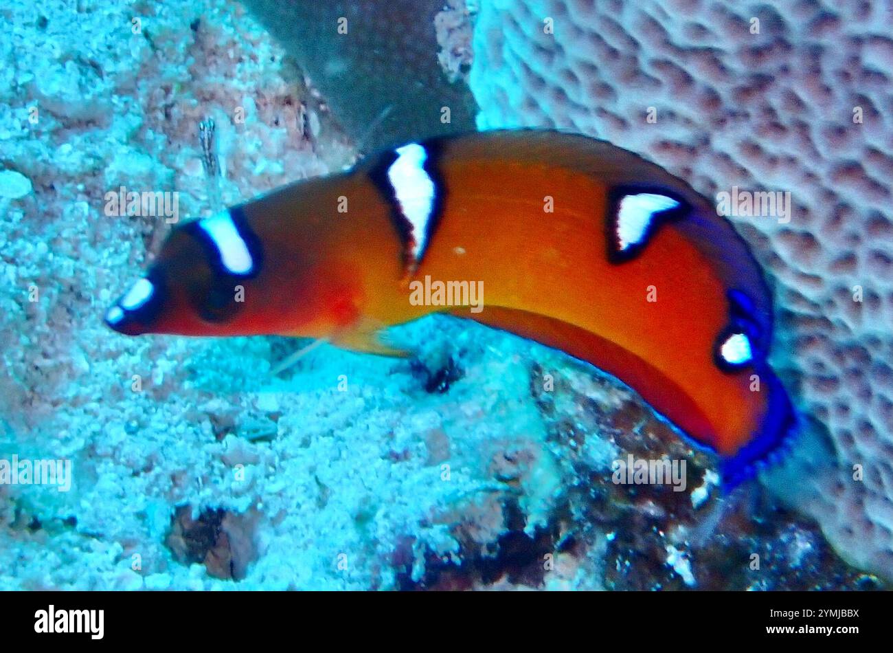 African coris hi-res stock photography and images - Alamy