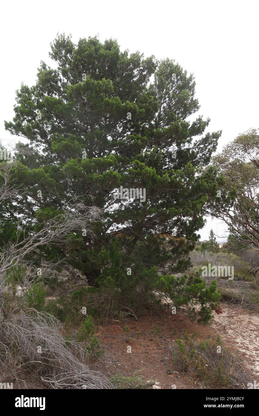 Slender Cypress-pine (Callitris gracilis Stock Photo - Alamy
