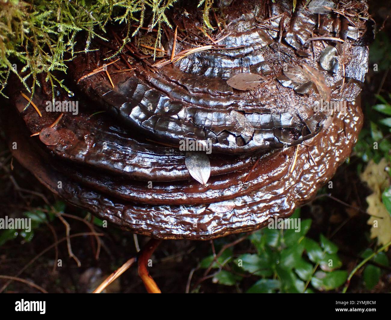 artist's bracket (Ganoderma applanatum Stock Photo - Alamy