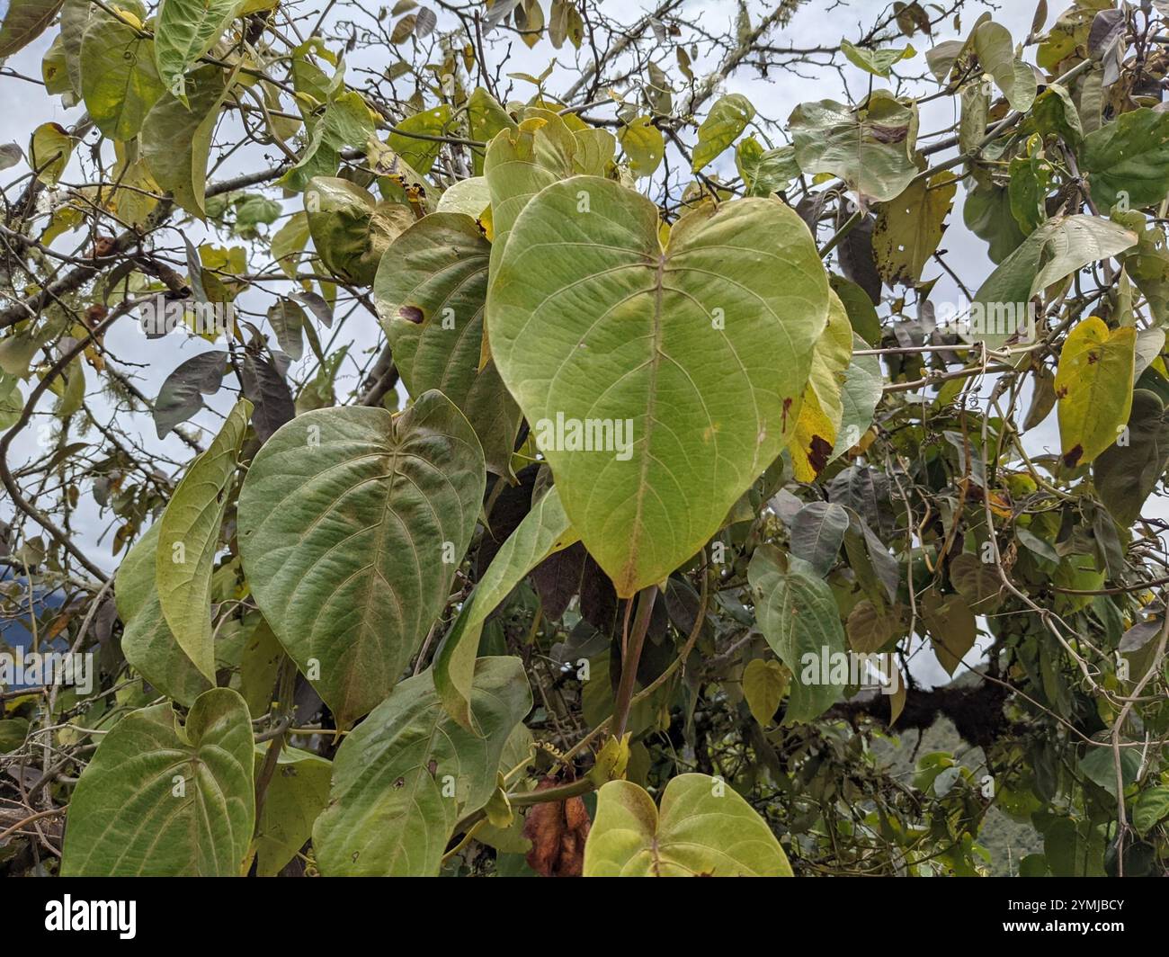 Granadilla (Passiflora ligularis Stock Photo - Alamy