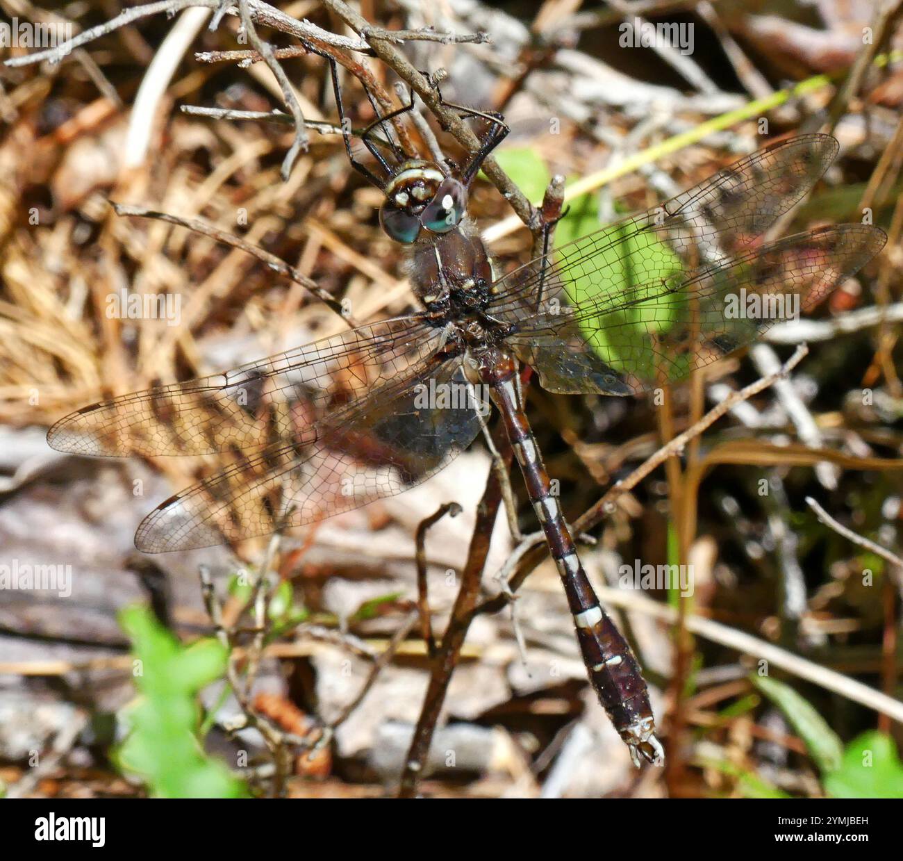 Stream Cruiser (Didymops transversa Stock Photo - Alamy