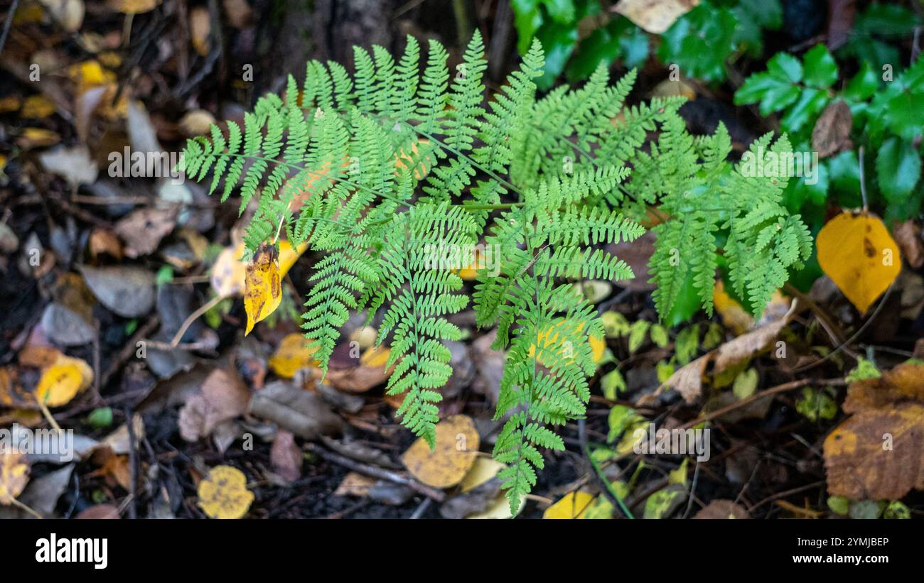 common bracken (Pteridium aquilinum Stock Photo - Alamy