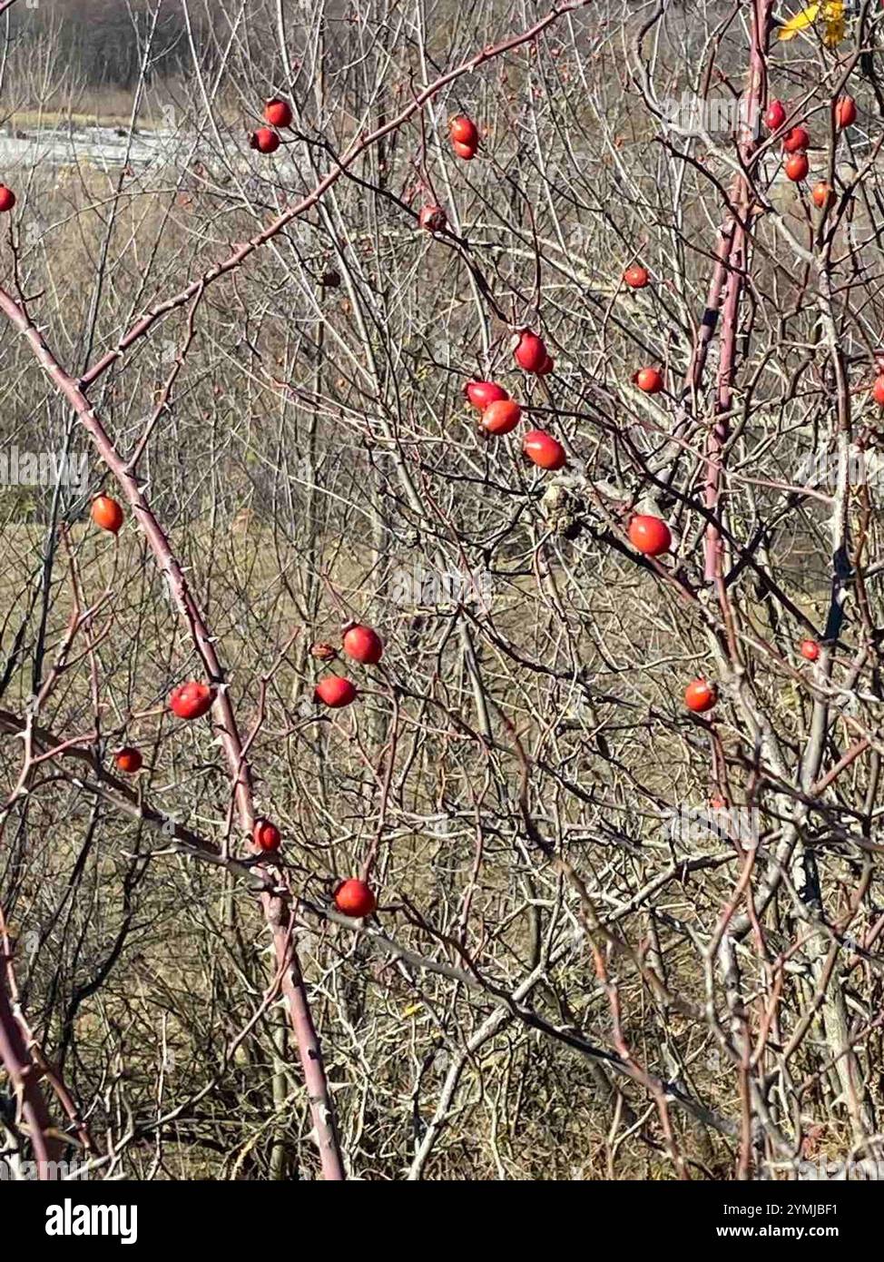 Russian rose (Rosa glabrifolia Stock Photo - Alamy