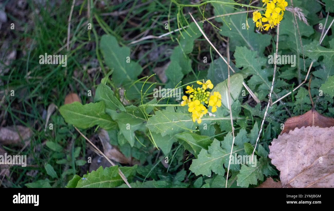 mustard family (Brassicaceae Stock Photo - Alamy