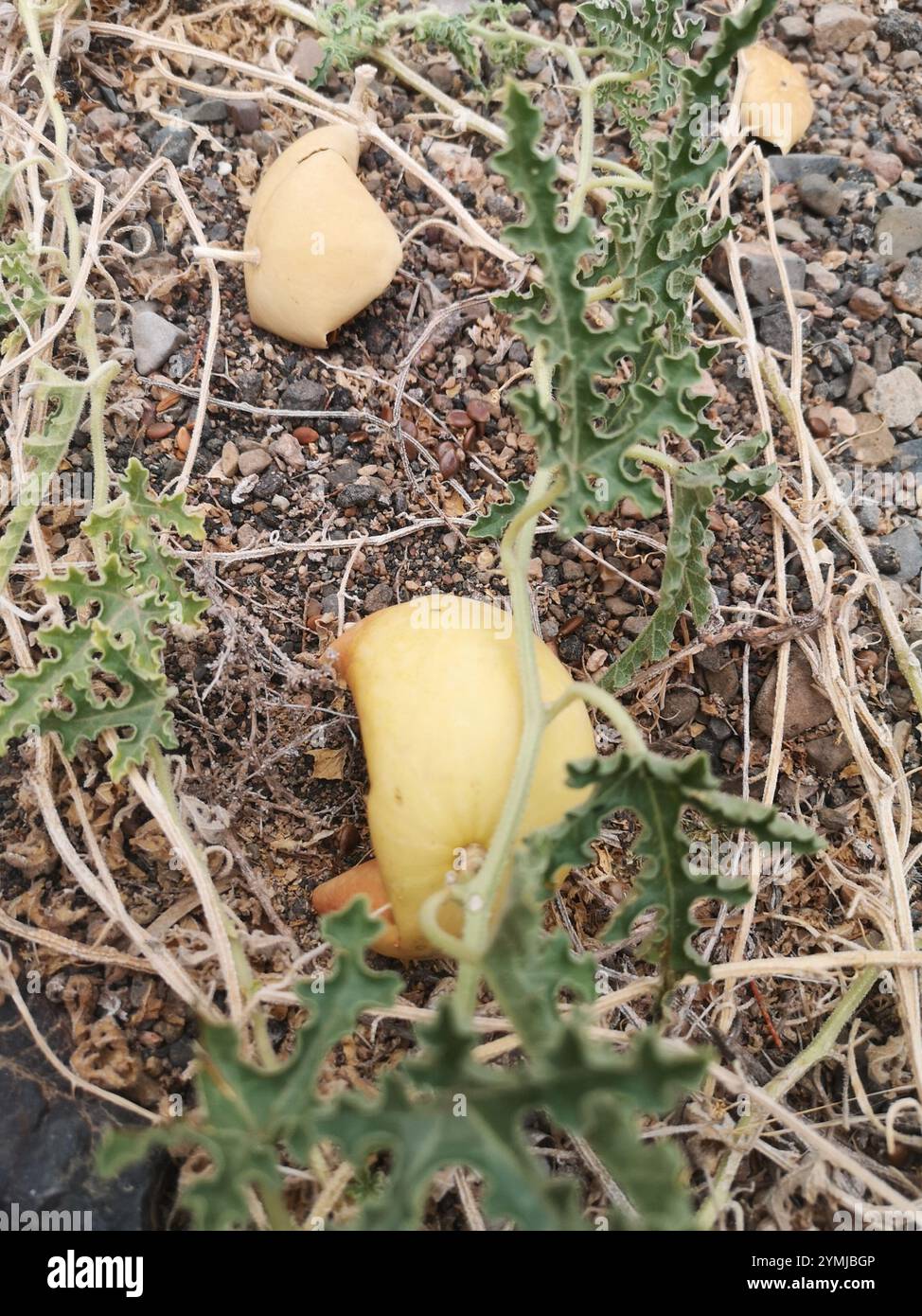 Colocynth (Citrullus colocynthis Stock Photo - Alamy