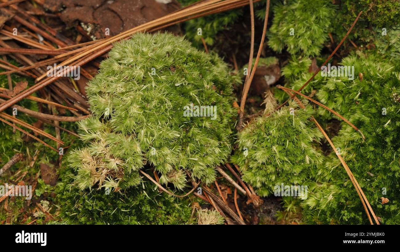 Pincushion Moss (Leucobryum glaucum Stock Photo - Alamy