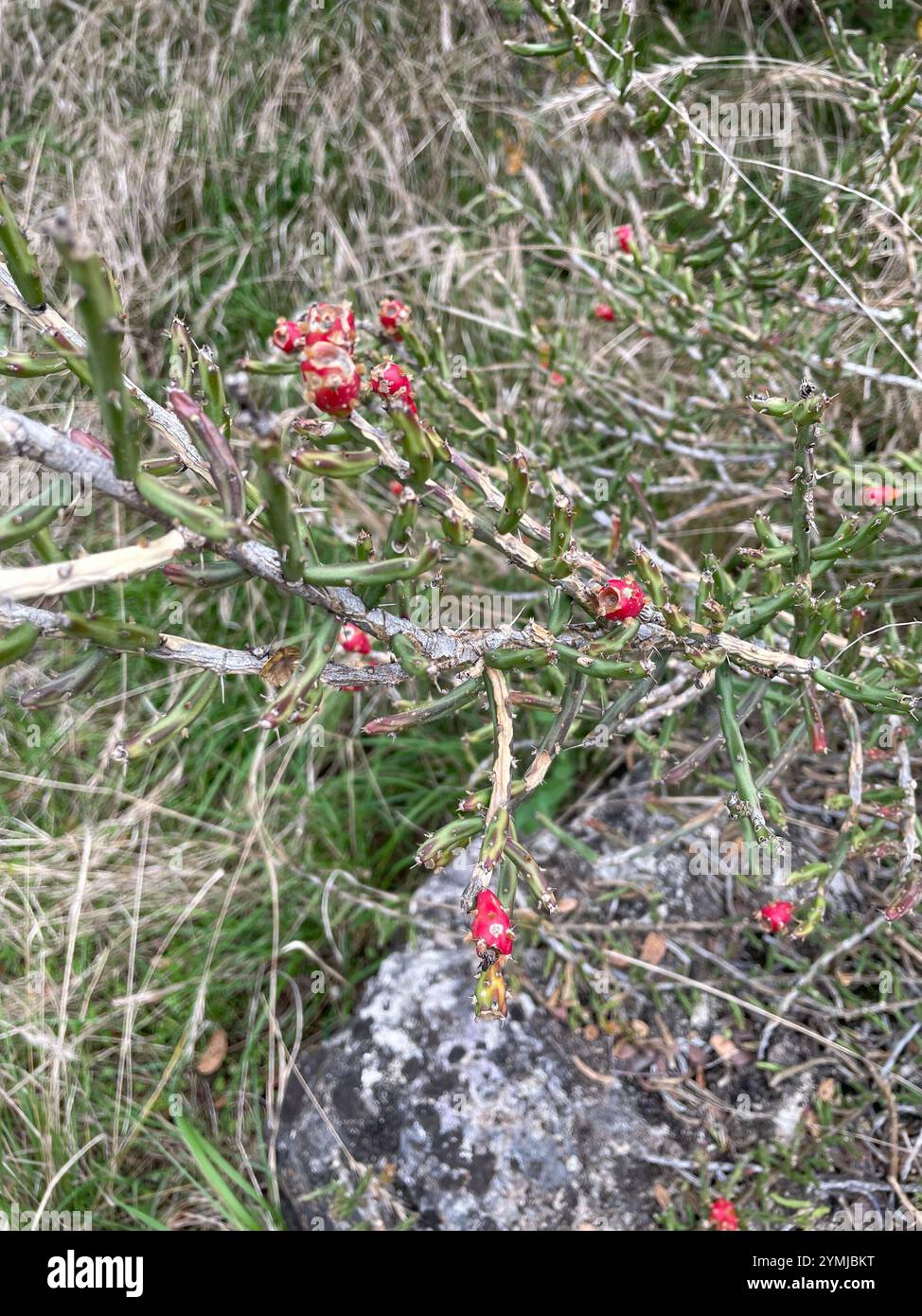 Christmas cholla (Cylindropuntia leptocaulis Stock Photo - Alamy