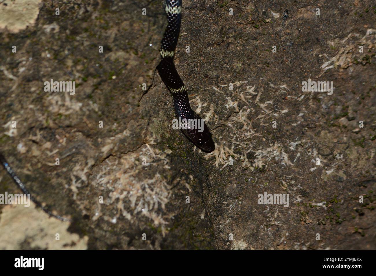 Lycodon travancoricus hi-res stock photography and images - Alamy