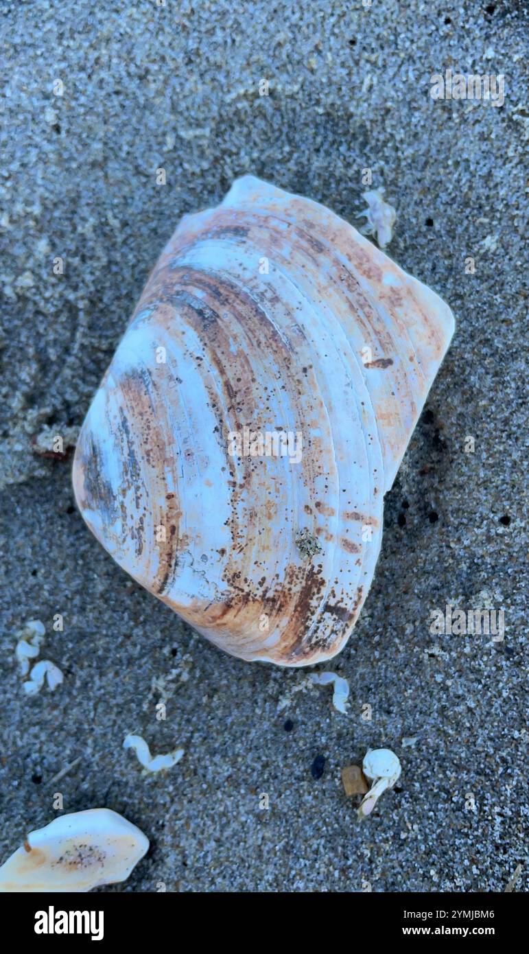 Pismo Clam (Tivela stultorum Stock Photo - Alamy