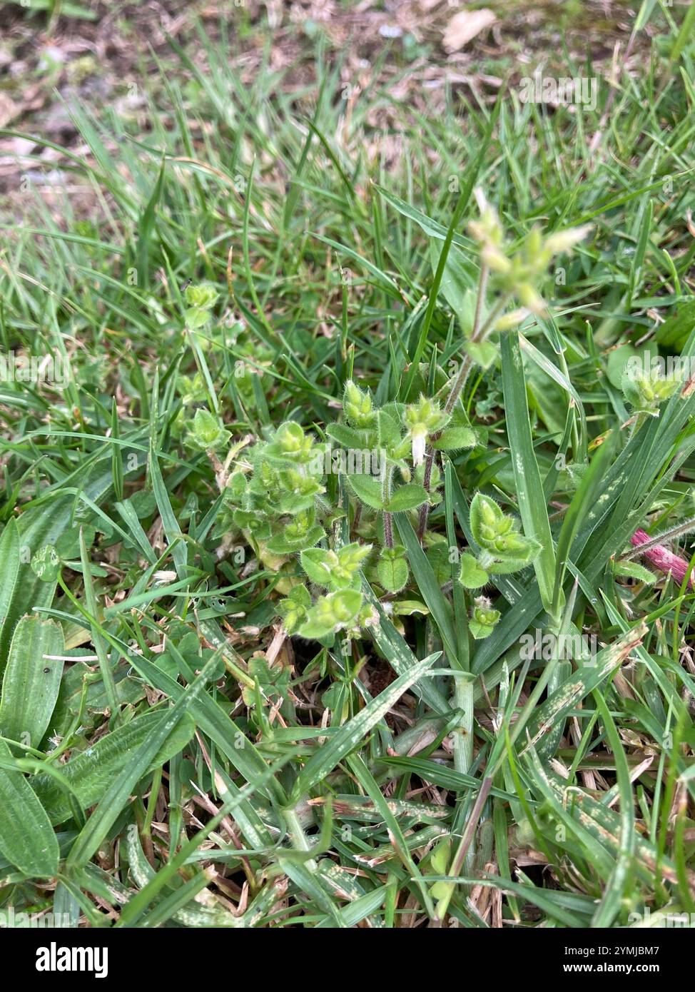 Sticky mouse-ear chickweed (Cerastium glomeratum Stock Photo - Alamy