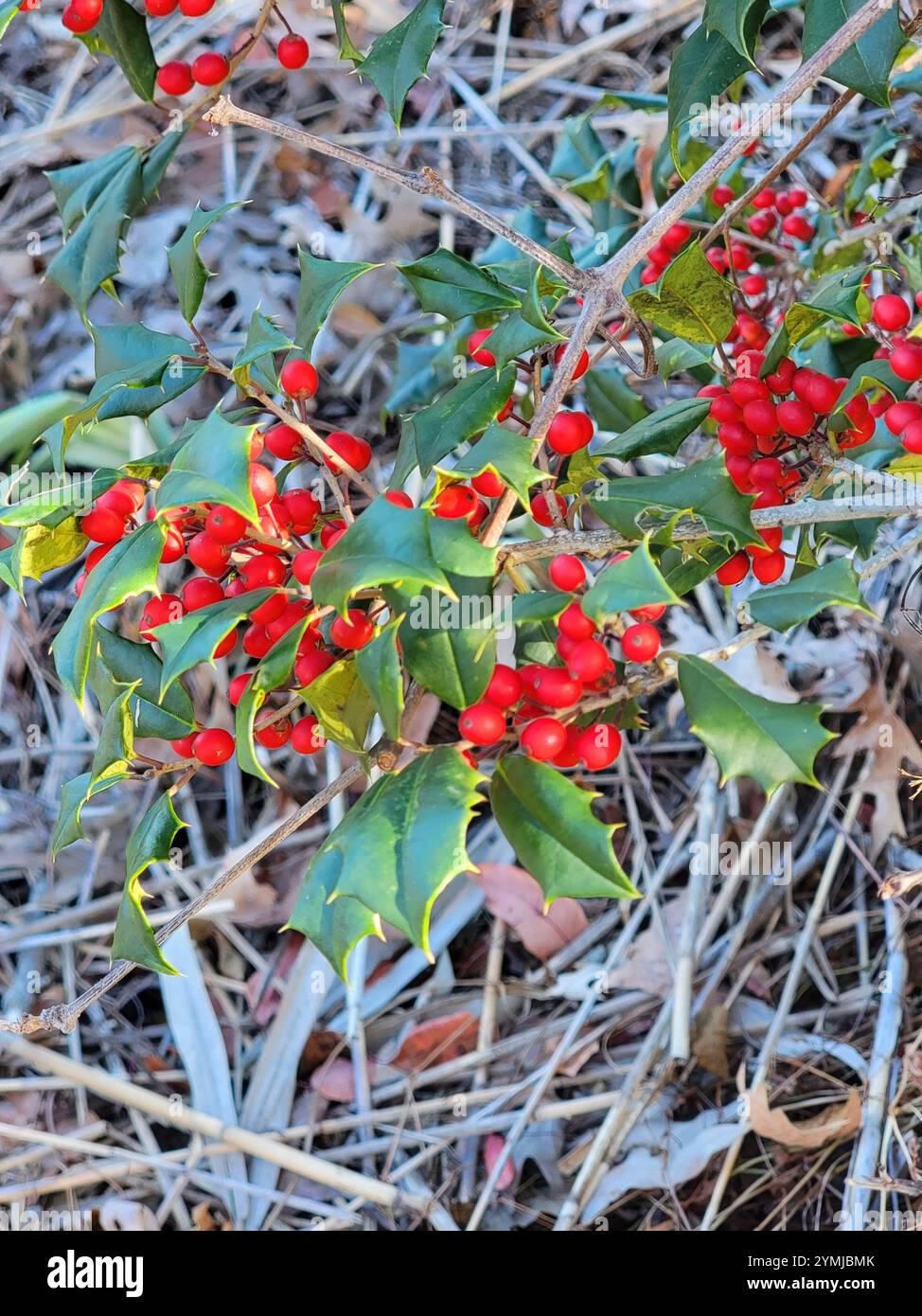 American holly (Ilex opaca Stock Photo - Alamy