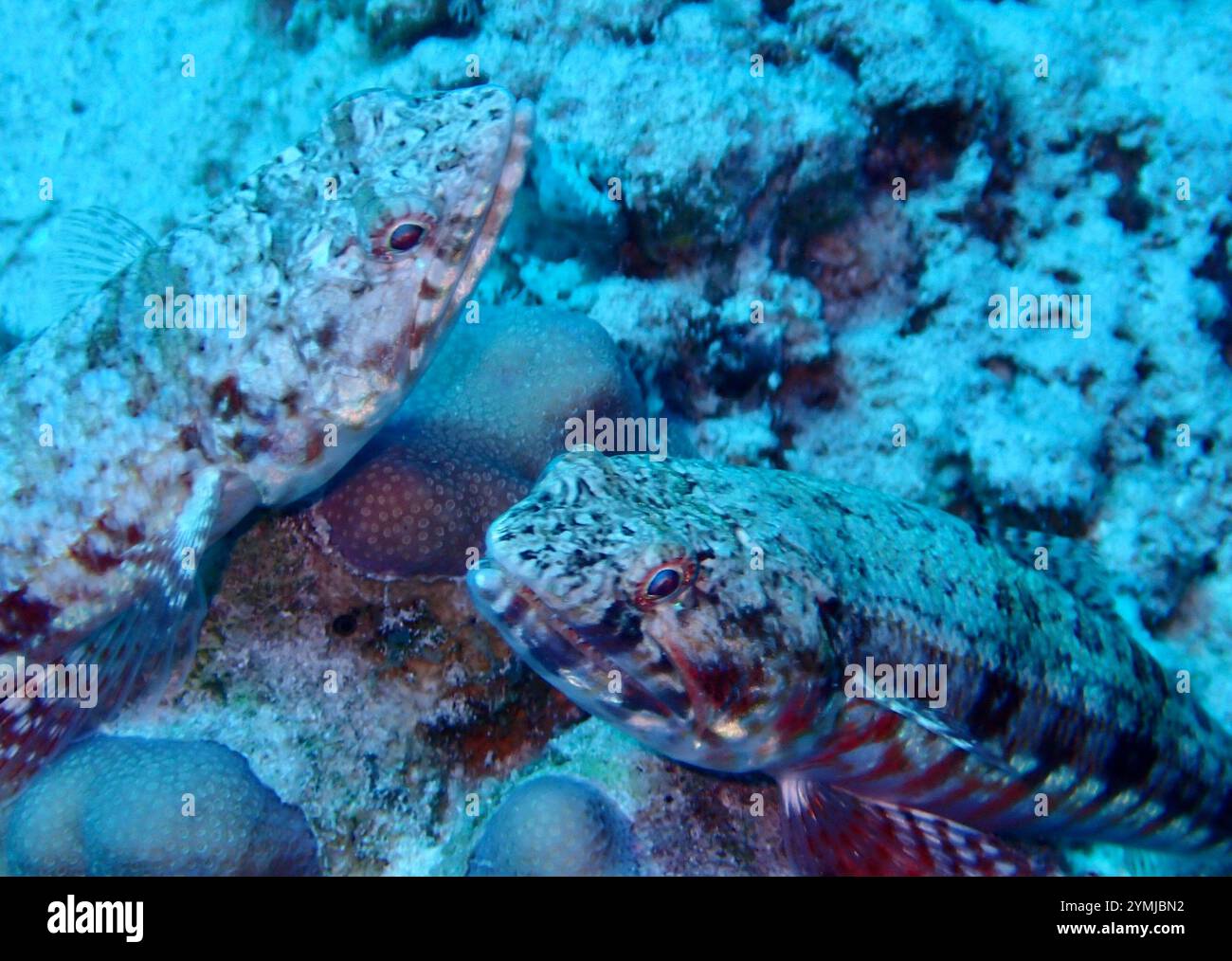 Variegated Lizardfish (Synodus variegatus Stock Photo - Alamy