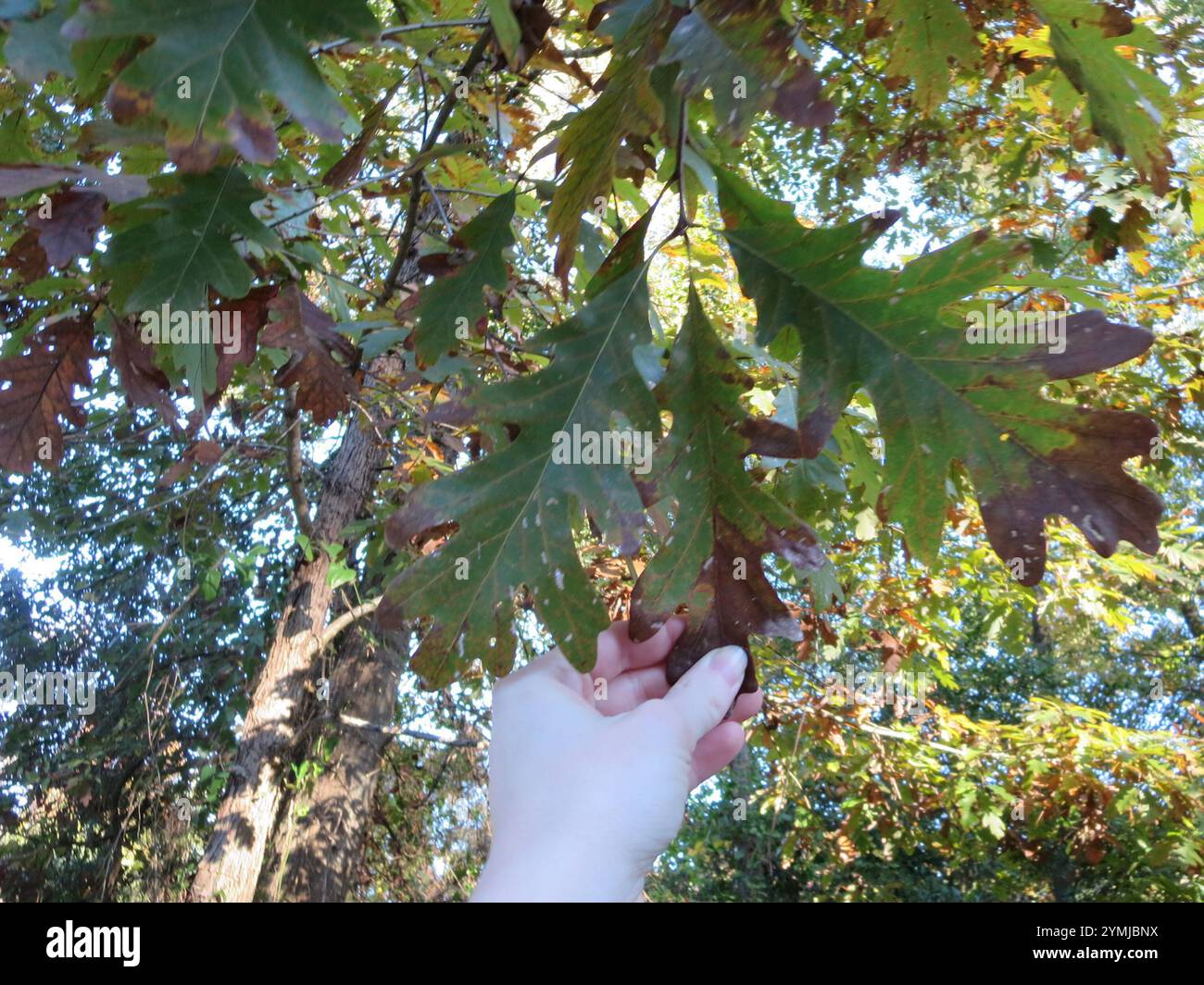 white oak (Quercus alba Stock Photo - Alamy