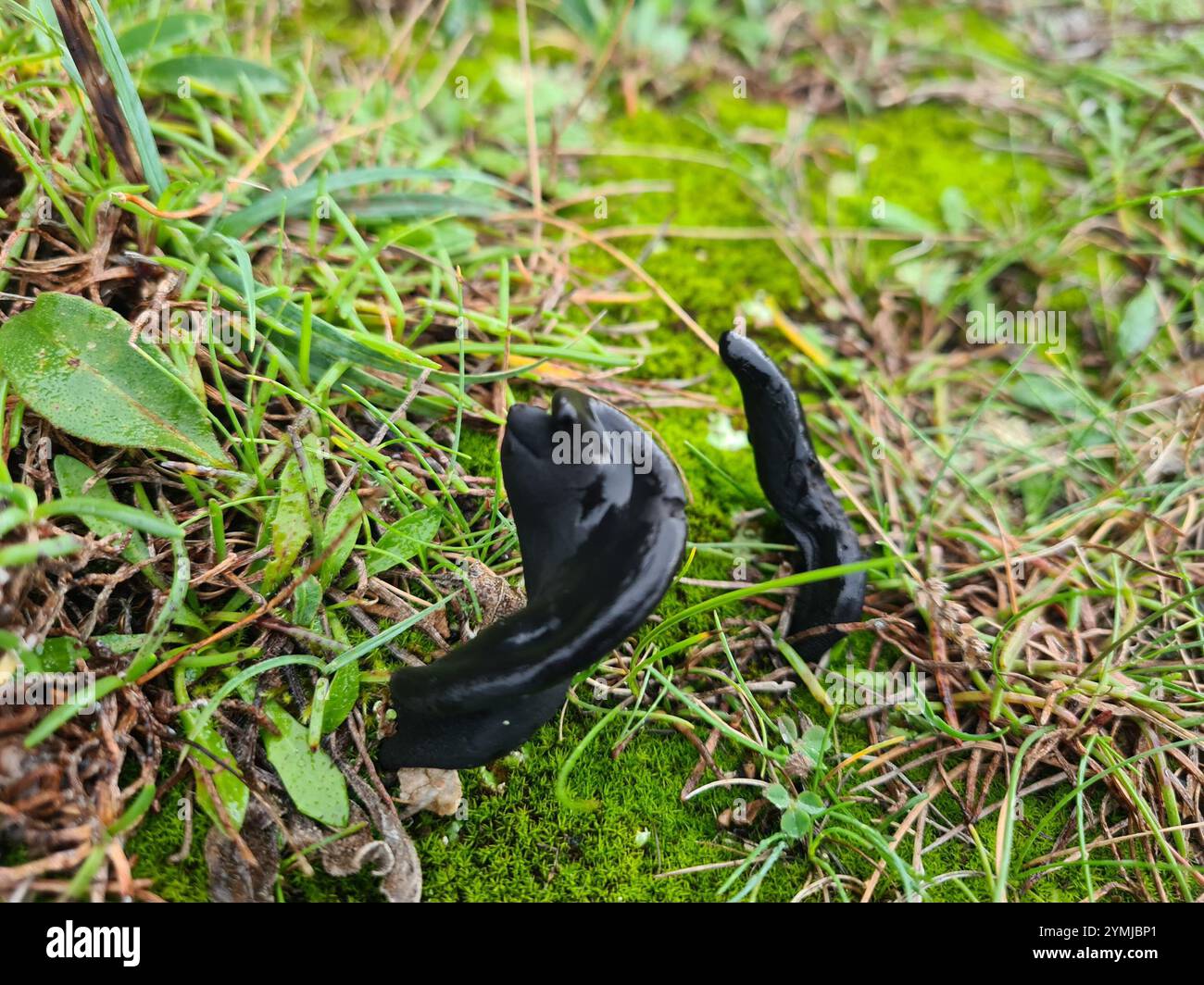 Earth Tongues (Geoglossum Stock Photo - Alamy
