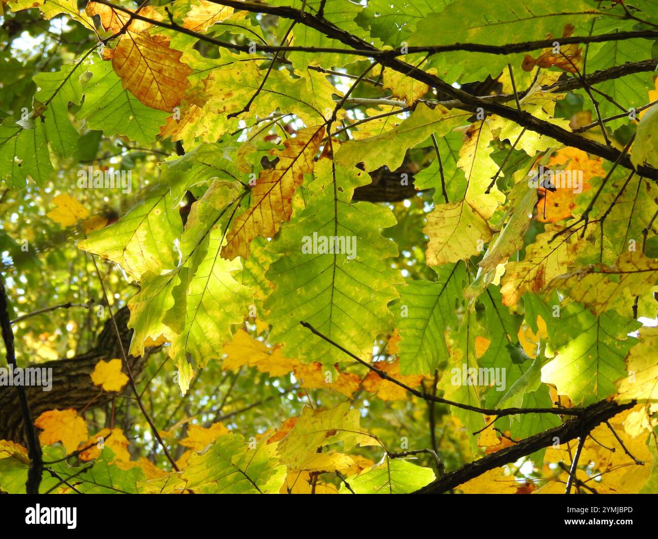 swamp white oak (Quercus bicolor Stock Photo - Alamy