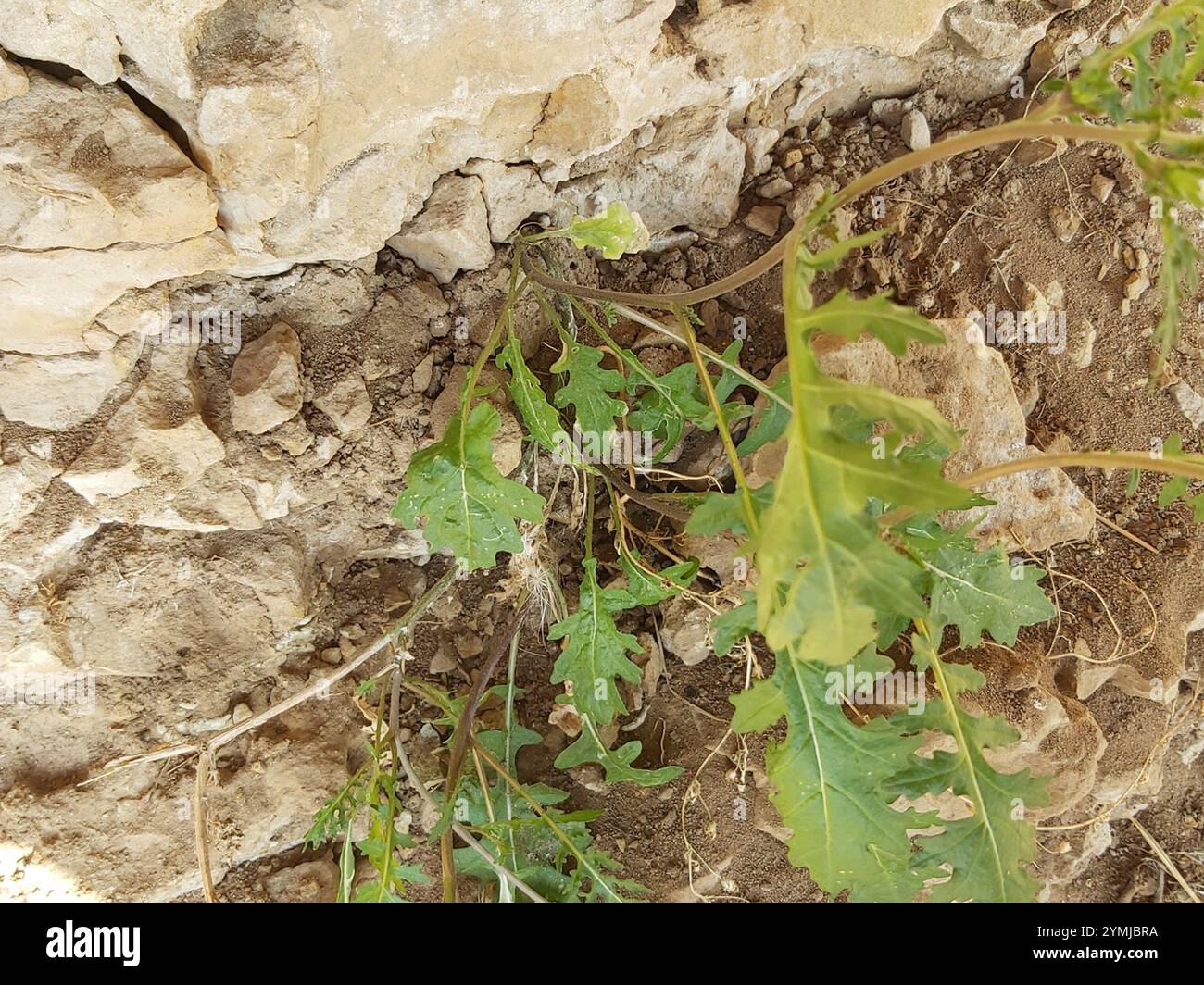 Hairy Rocket (Erucastrum gallicum Stock Photo - Alamy