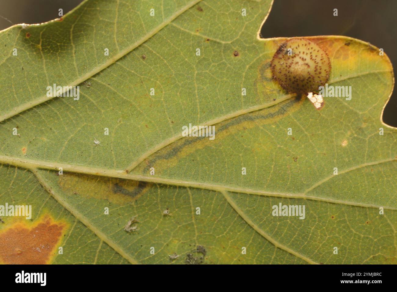Common Spangle Gall Wasp (Neuroterus quercusbaccarum Stock Photo - Alamy
