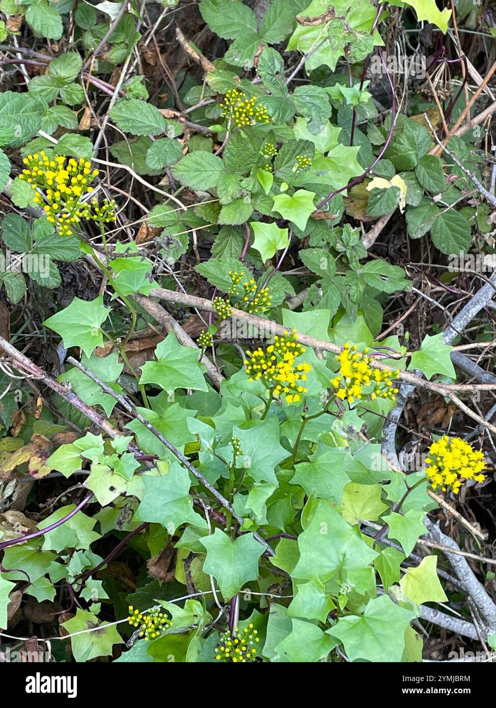 Cape-ivy (Delairea odorata Stock Photo - Alamy