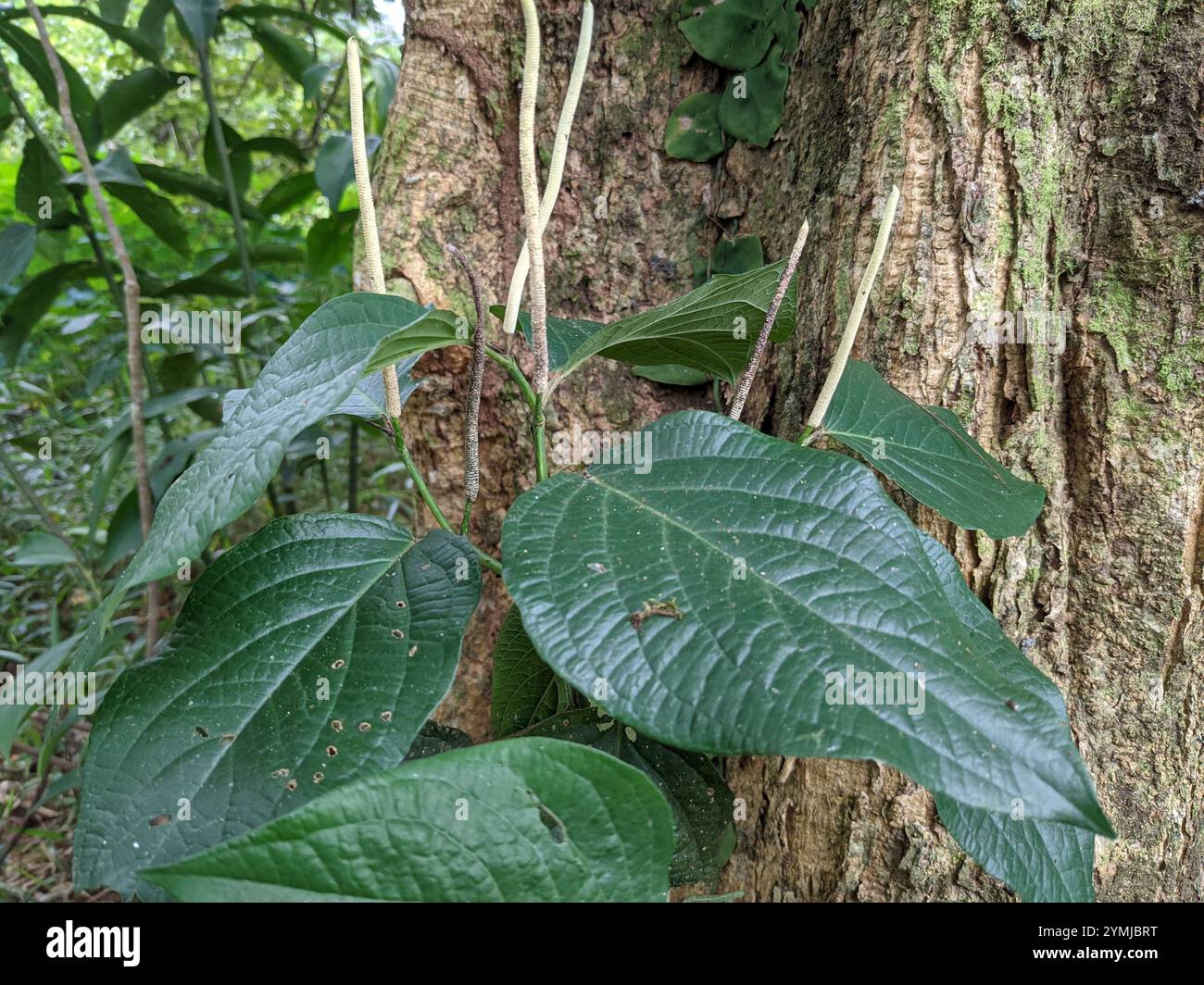pepper plants (Piper Stock Photo - Alamy