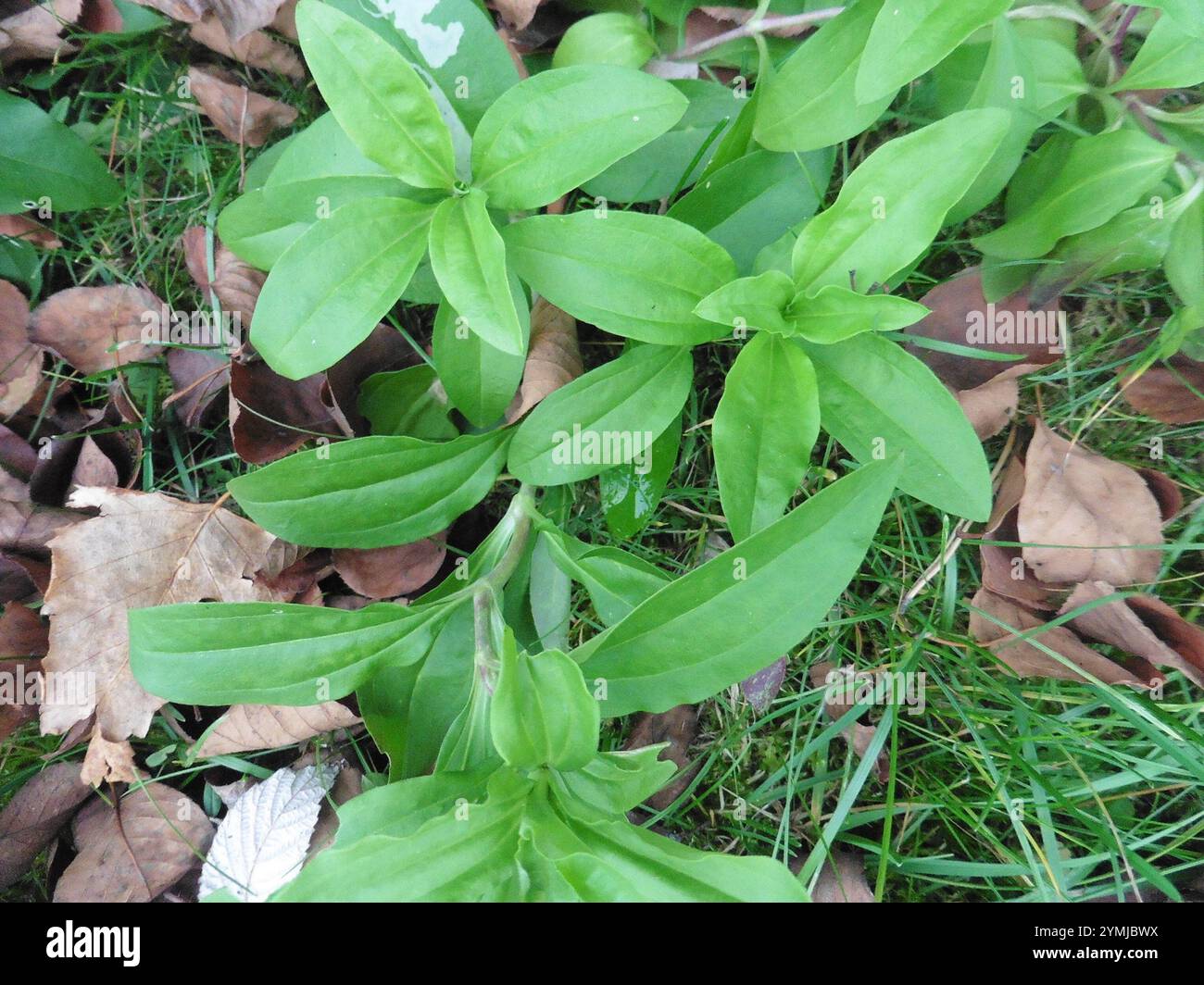 common soapwort (Saponaria officinalis Stock Photo - Alamy
