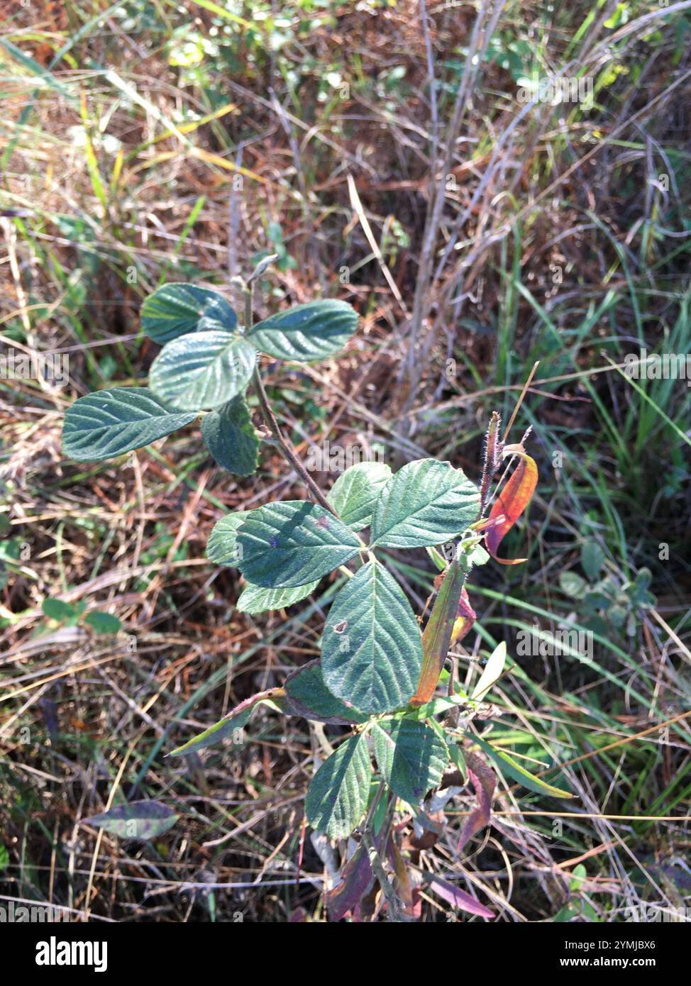 Rubus cuneifolius hi-res stock photography and images - Alamy