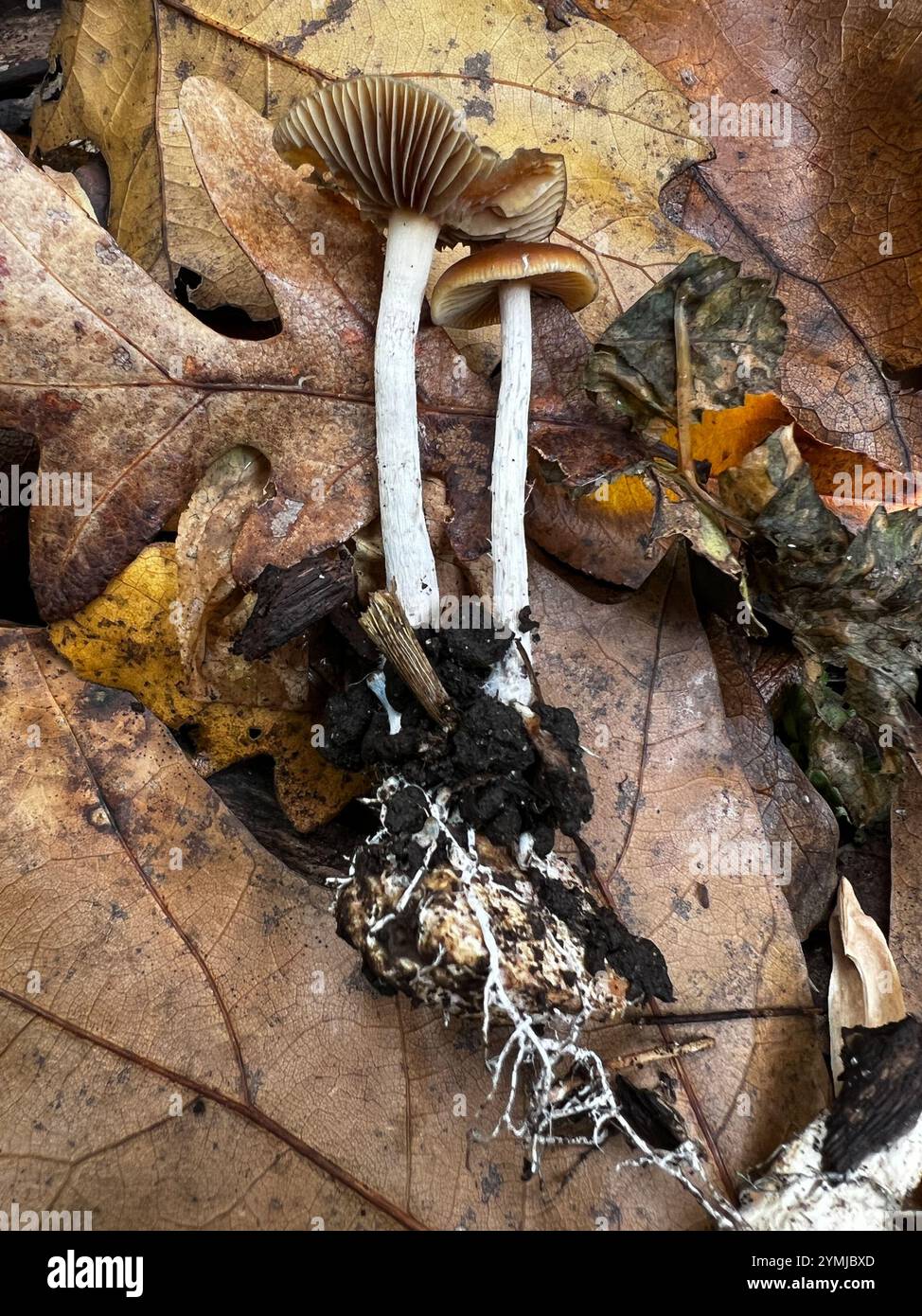 Wavy Cap (Psilocybe cyanescens Stock Photo - Alamy