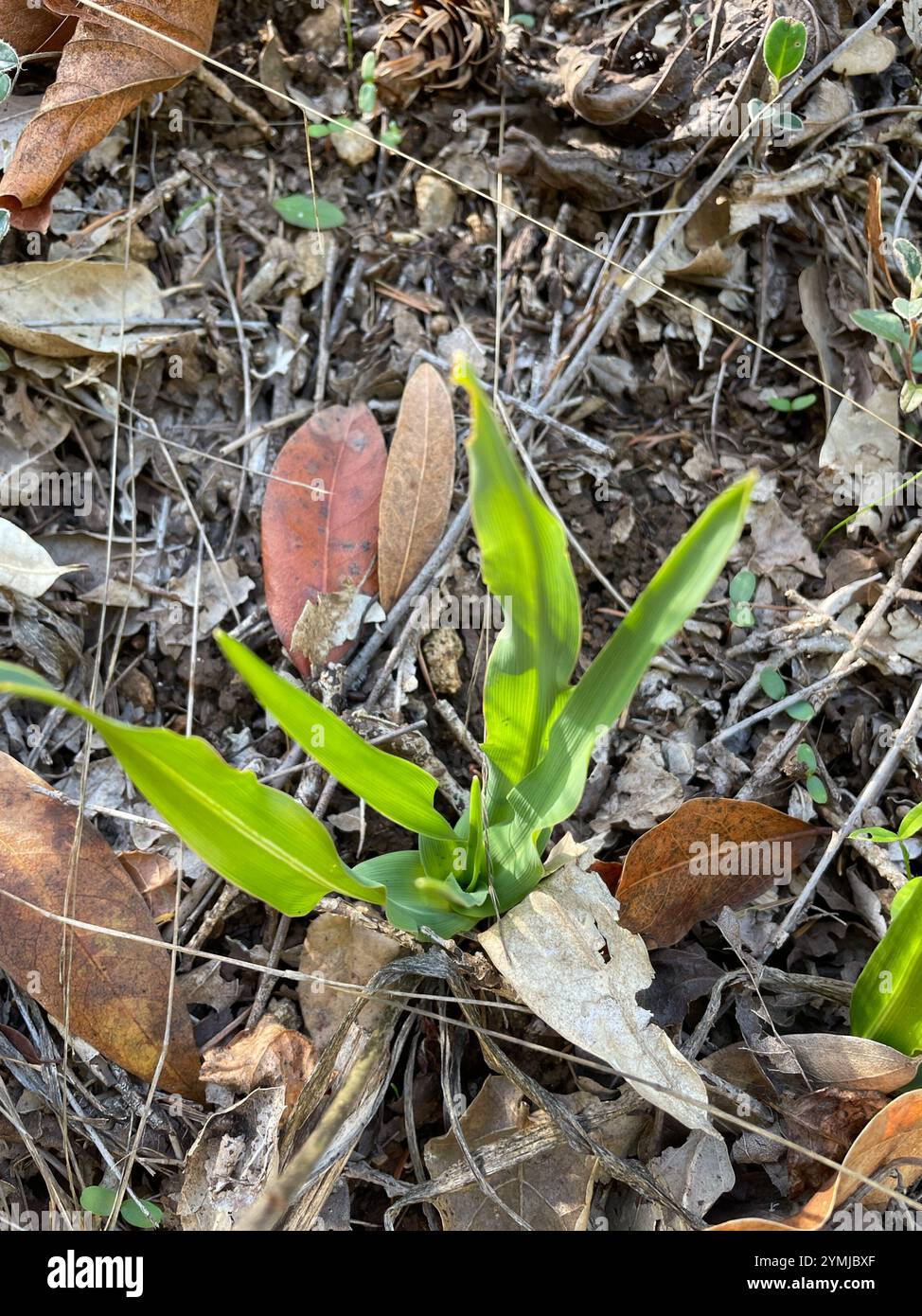 wavy-leafed soap plant (Chlorogalum pomeridianum Stock Photo - Alamy