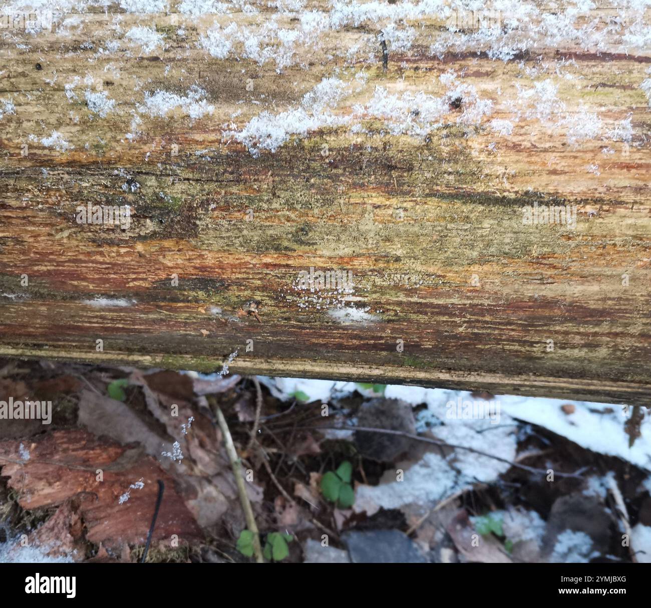 slime molds (Mycetozoa Stock Photo - Alamy