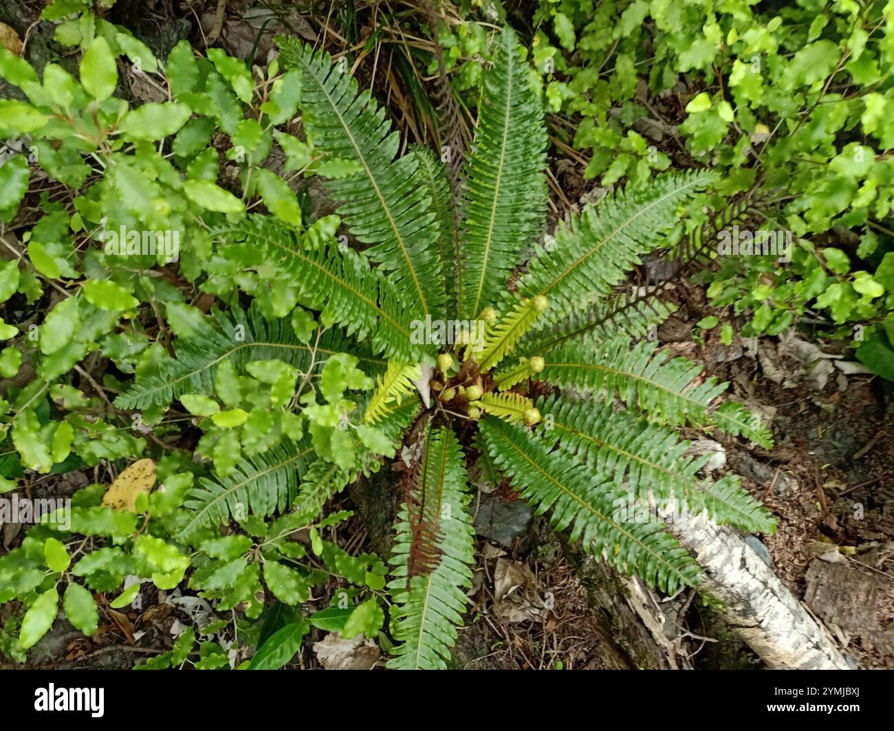 Lomaria discolor hi-res stock photography and images - Alamy