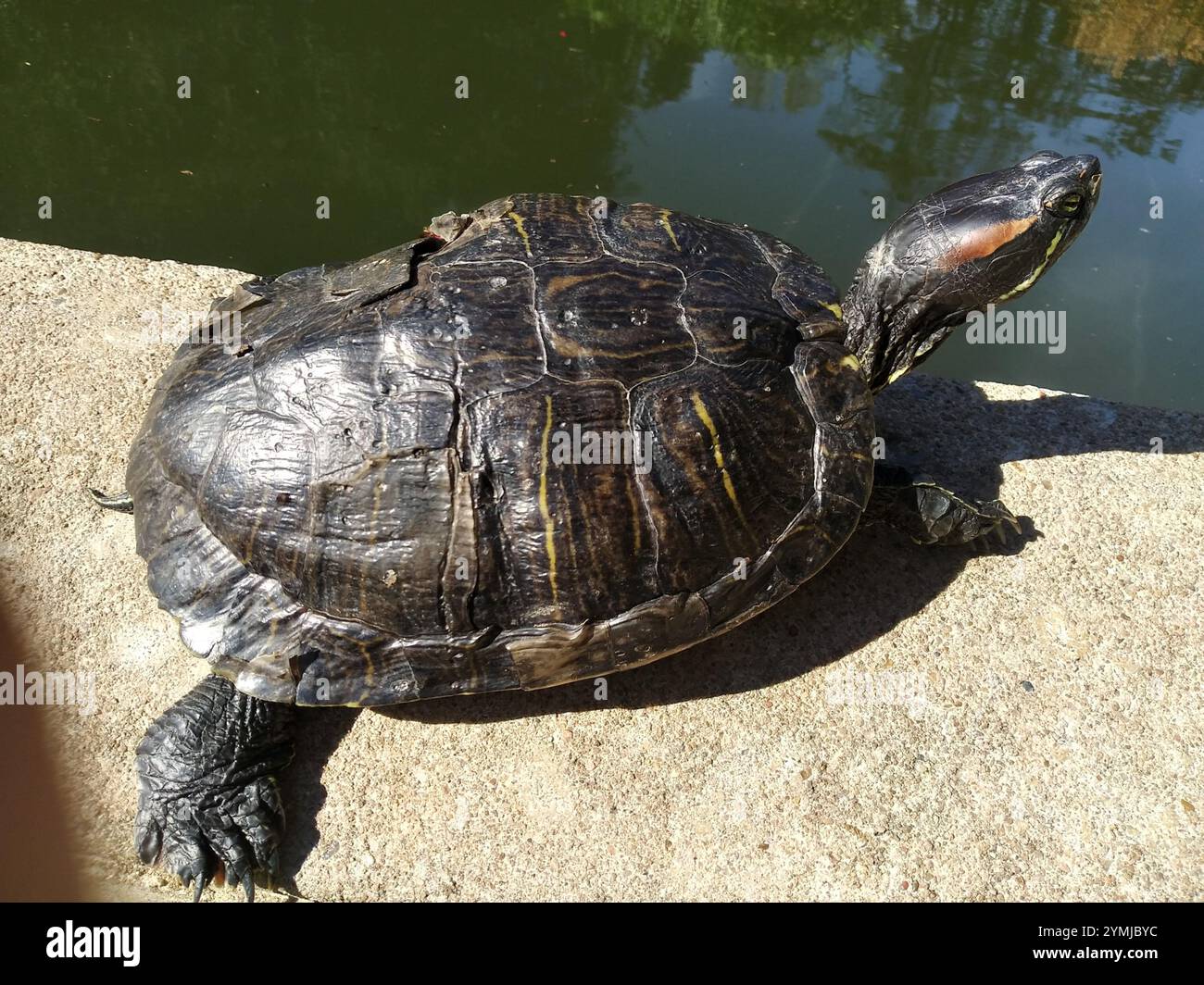 Red-eared Slider (Trachemys scripta elegans Stock Photo - Alamy