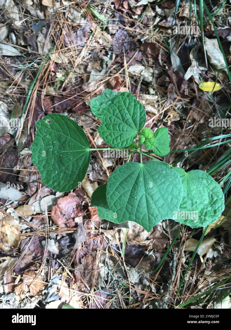 Caesar weed (Urena lobata Stock Photo - Alamy