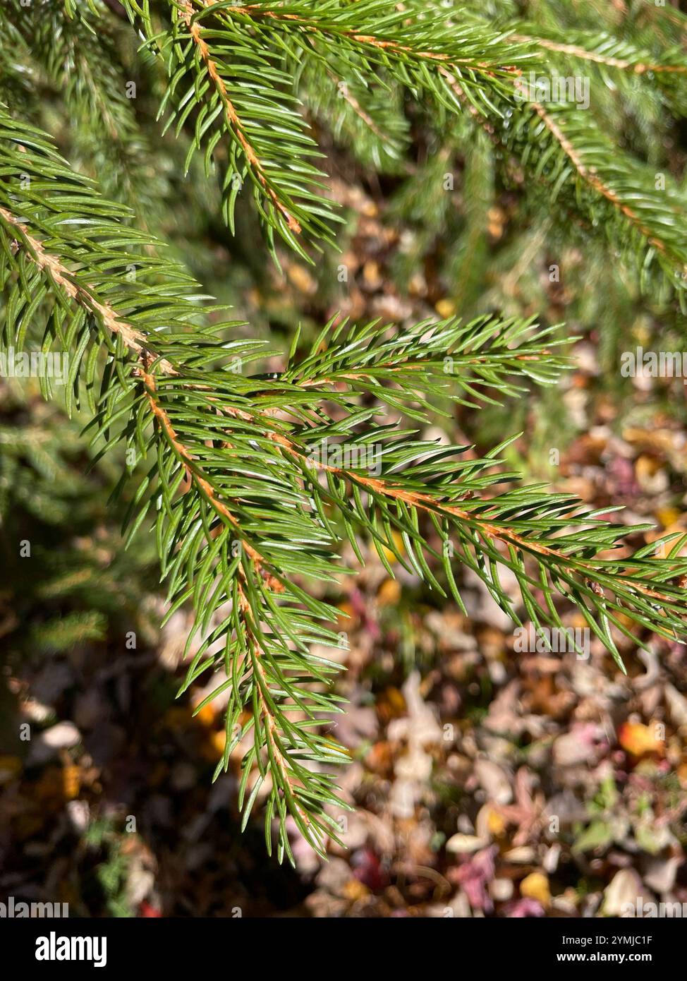 red spruce (Picea rubens Stock Photo - Alamy