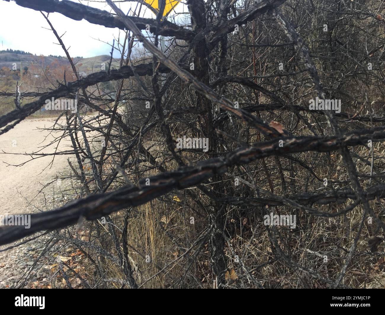 elm family (Ulmaceae Stock Photo - Alamy