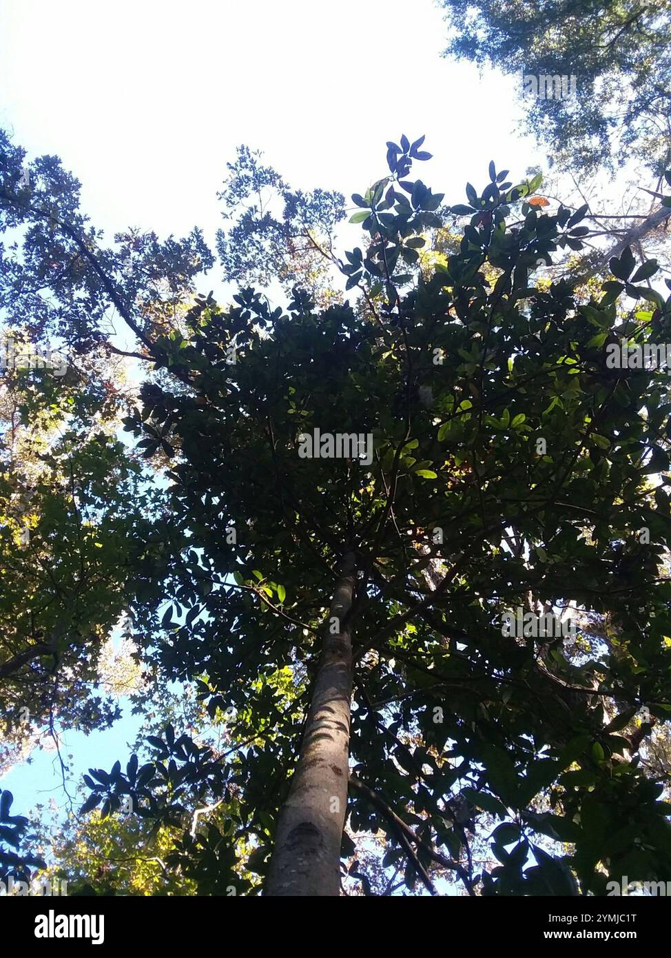 southern magnolia (Magnolia grandiflora Stock Photo - Alamy
