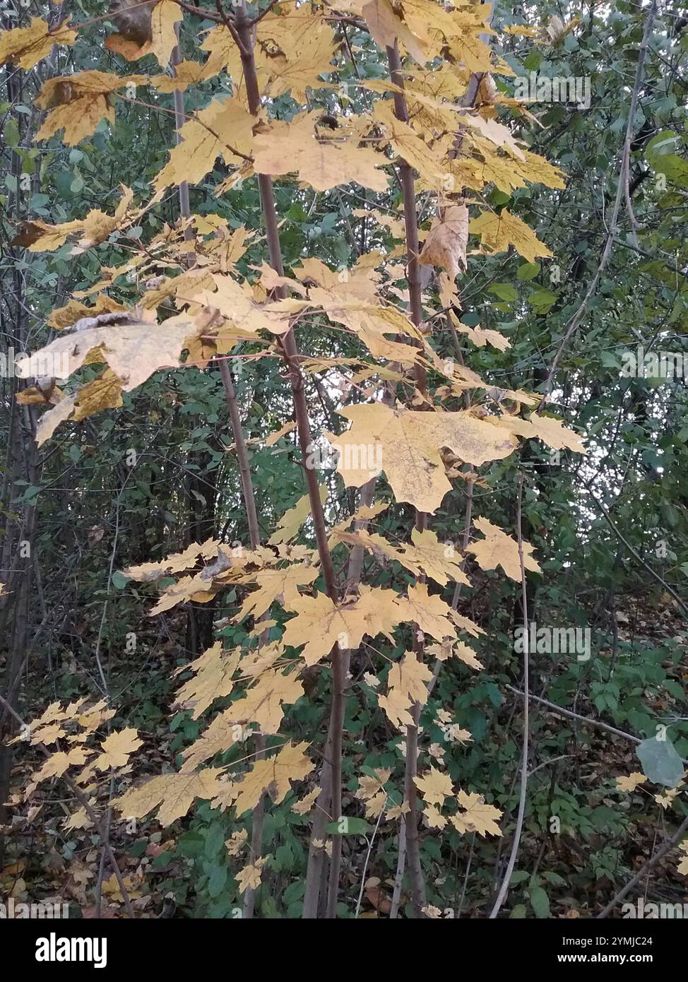 Norway maple (Acer platanoides Stock Photo - Alamy