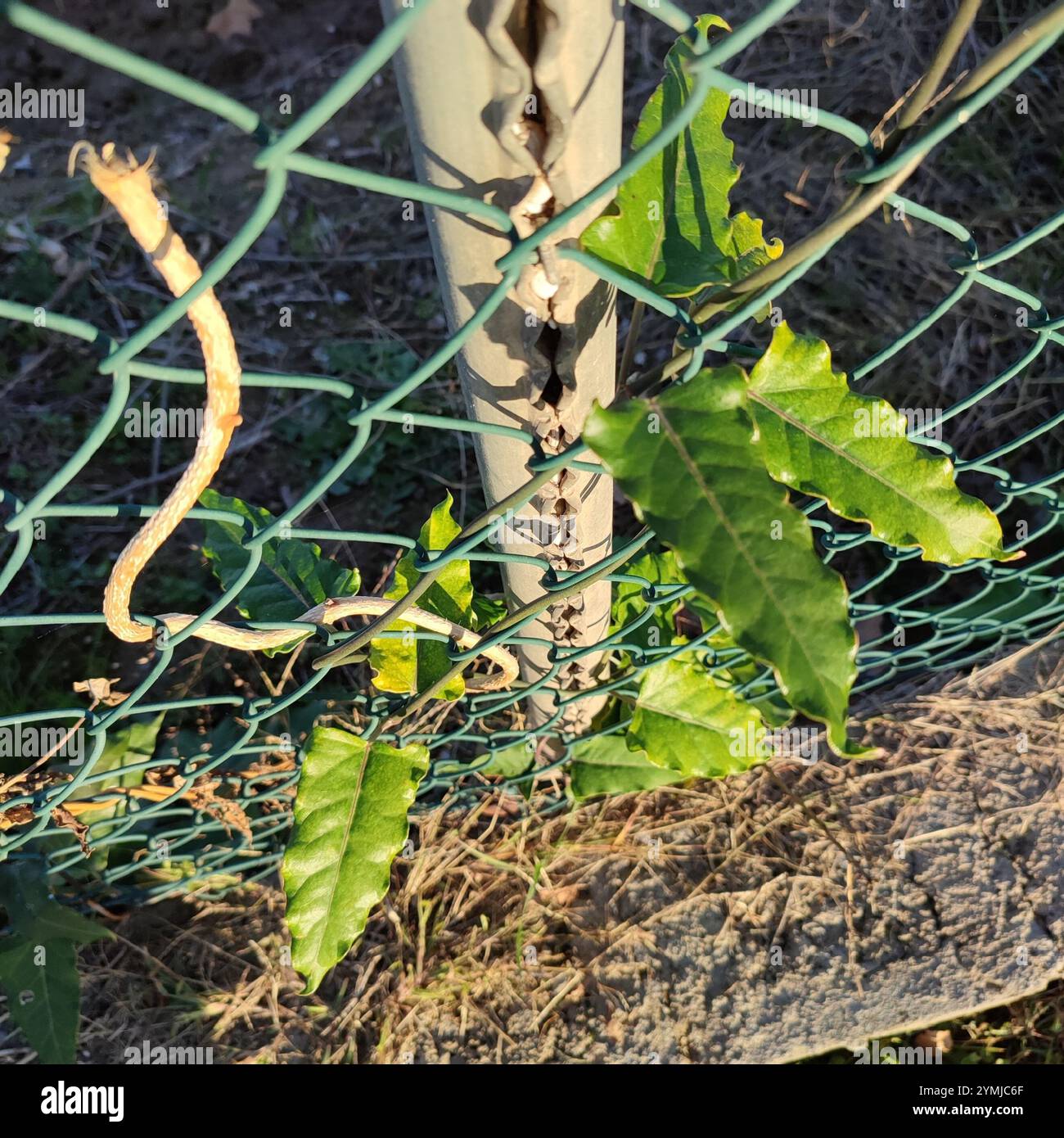 Moth Vine (Araujia sericifera Stock Photo - Alamy