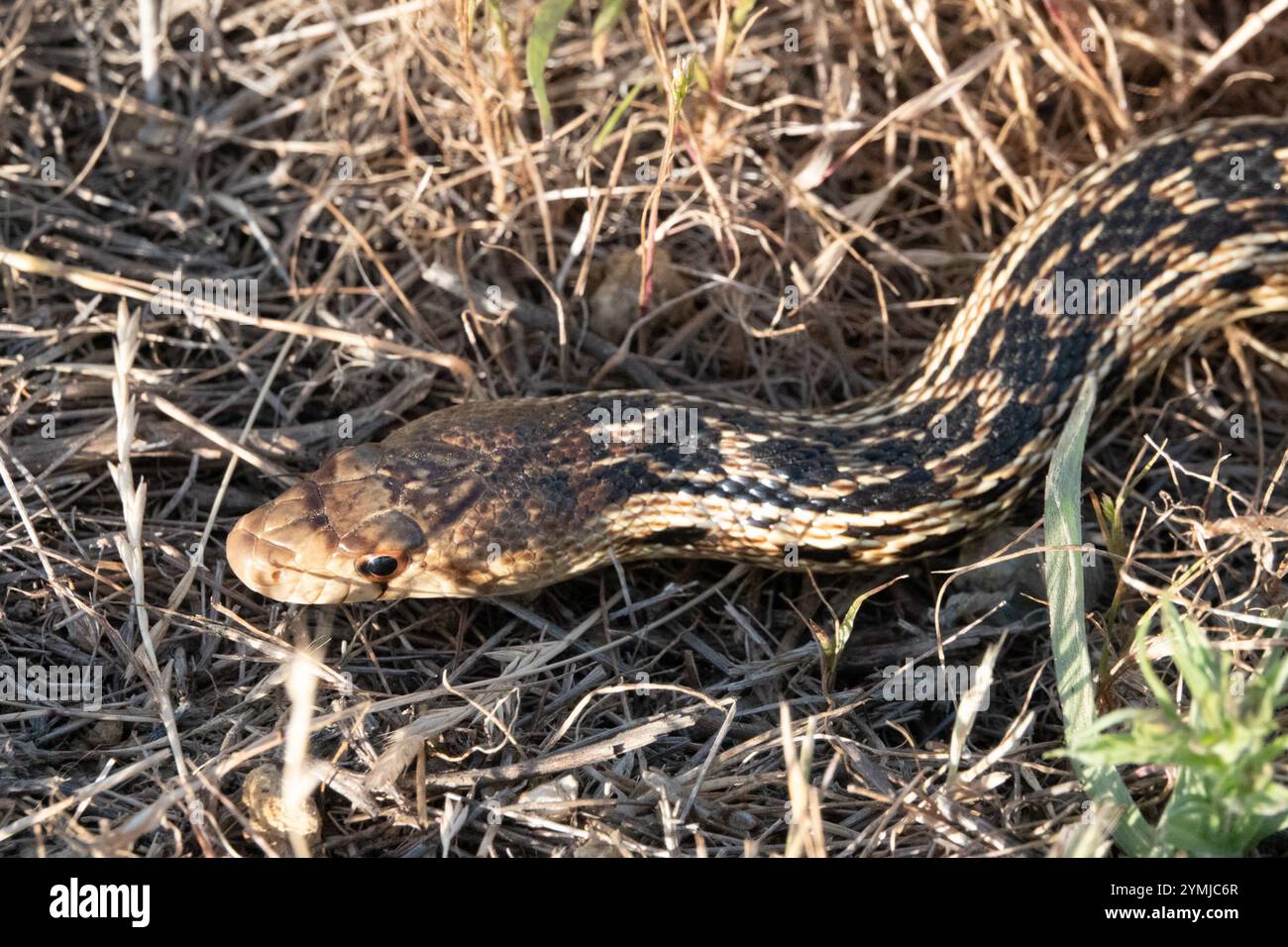 Gopher Snake (Pituophis catenifer Stock Photo - Alamy