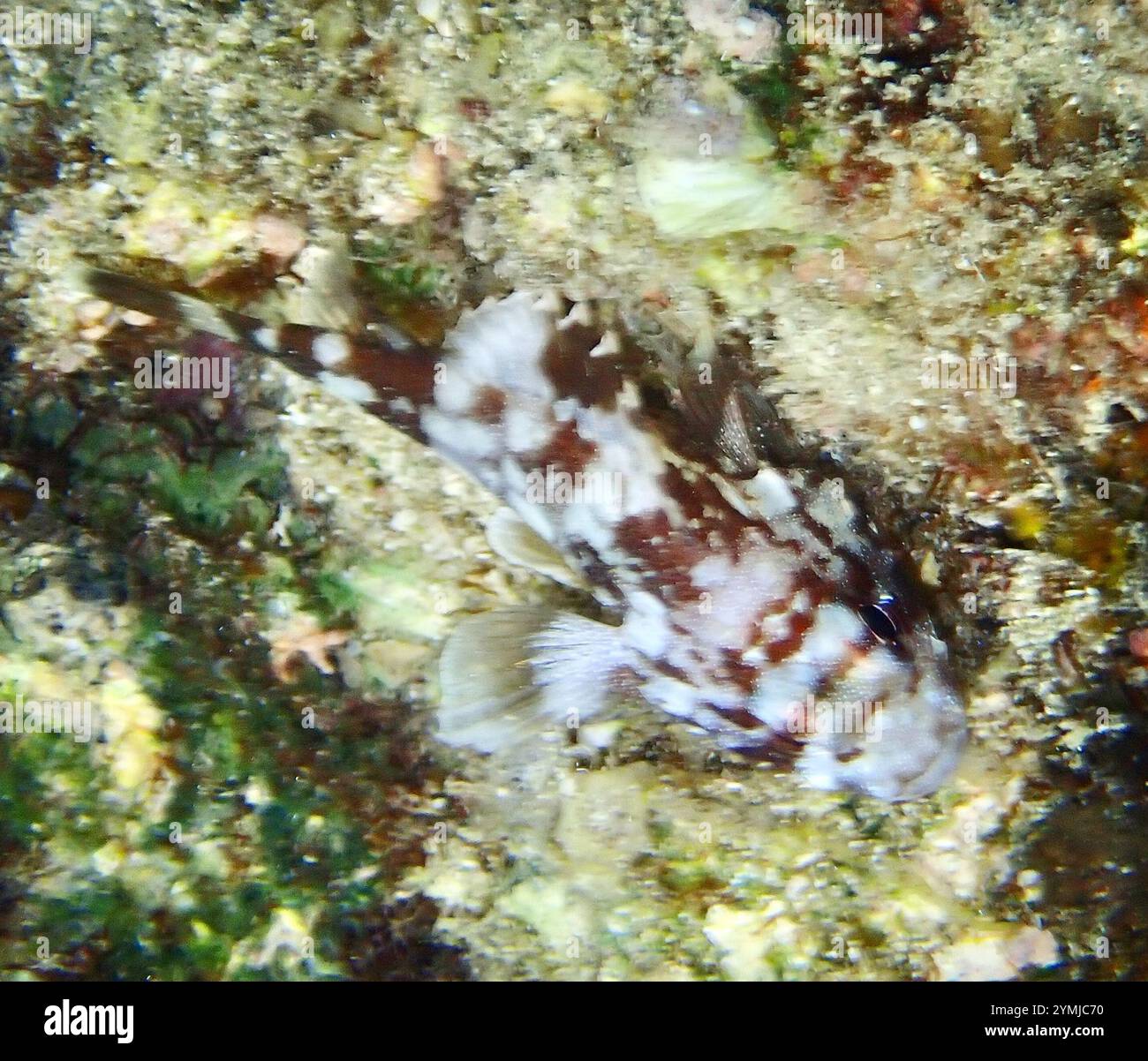 Yellowspotted Scorpionfish (Sebastapistes cyanostigma Stock Photo - Alamy